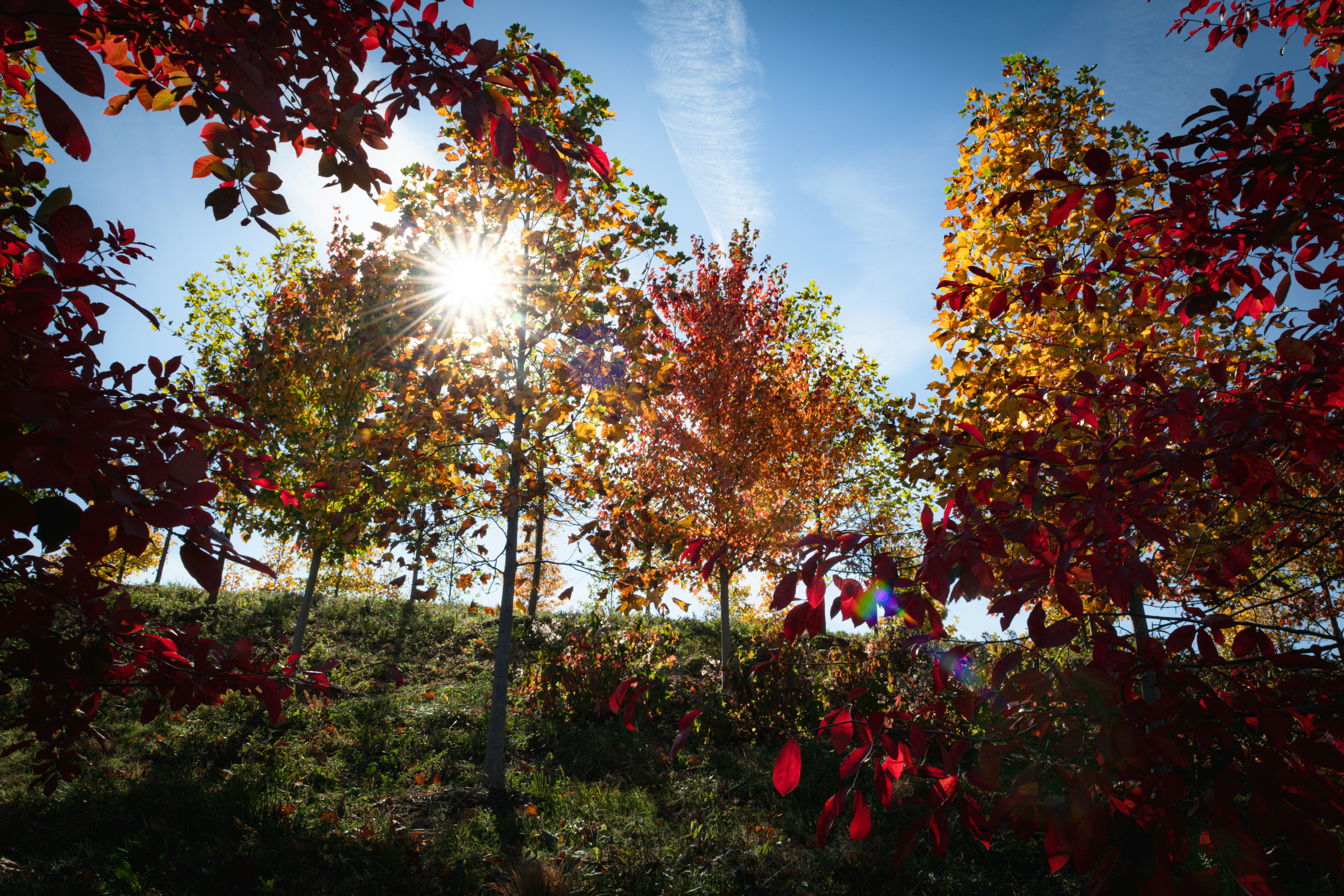 The sun shines through the trees in the fall photo – Free Forest Image ...