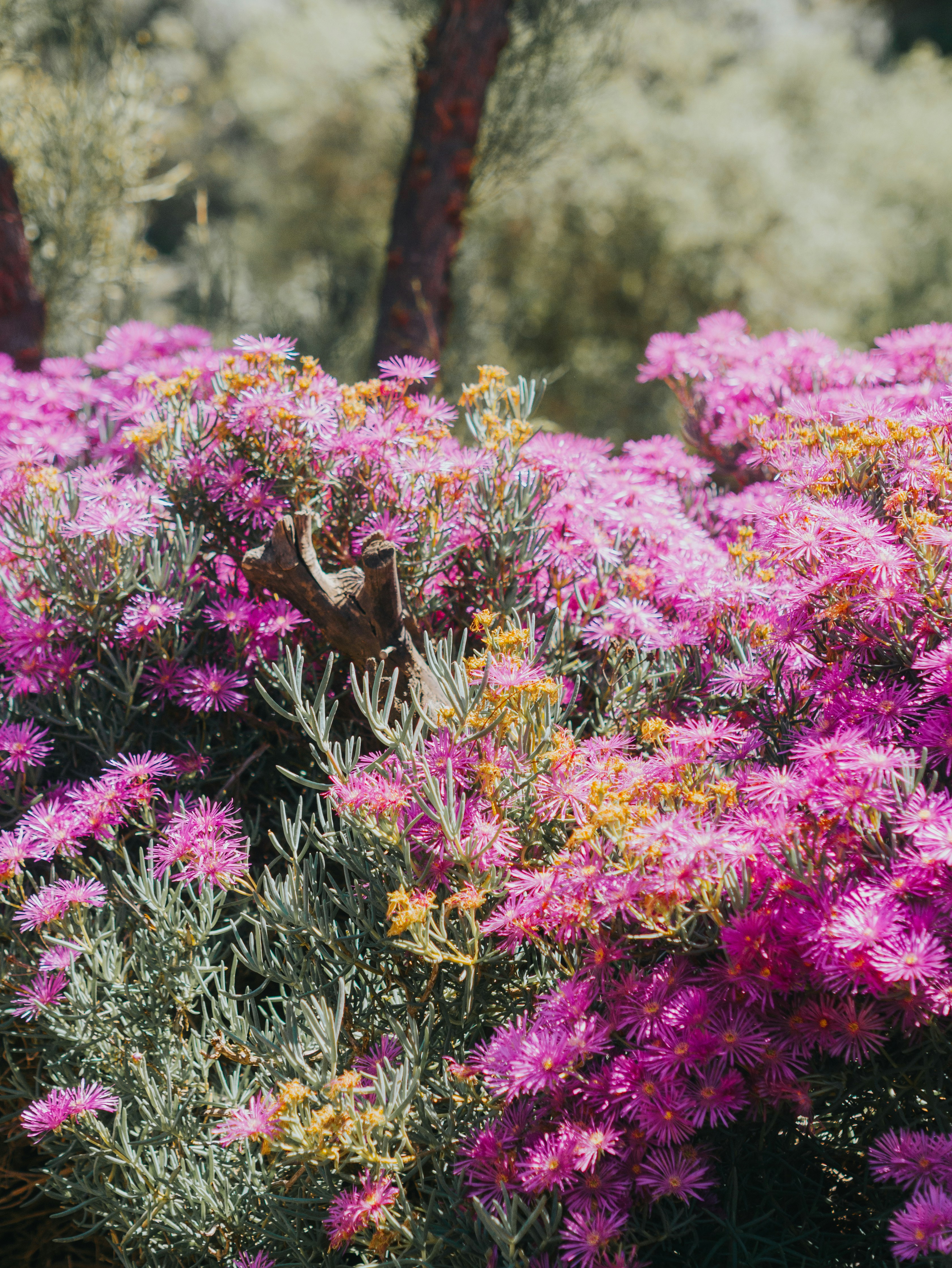Pink wildflowers blaze through sunlit shrubbery