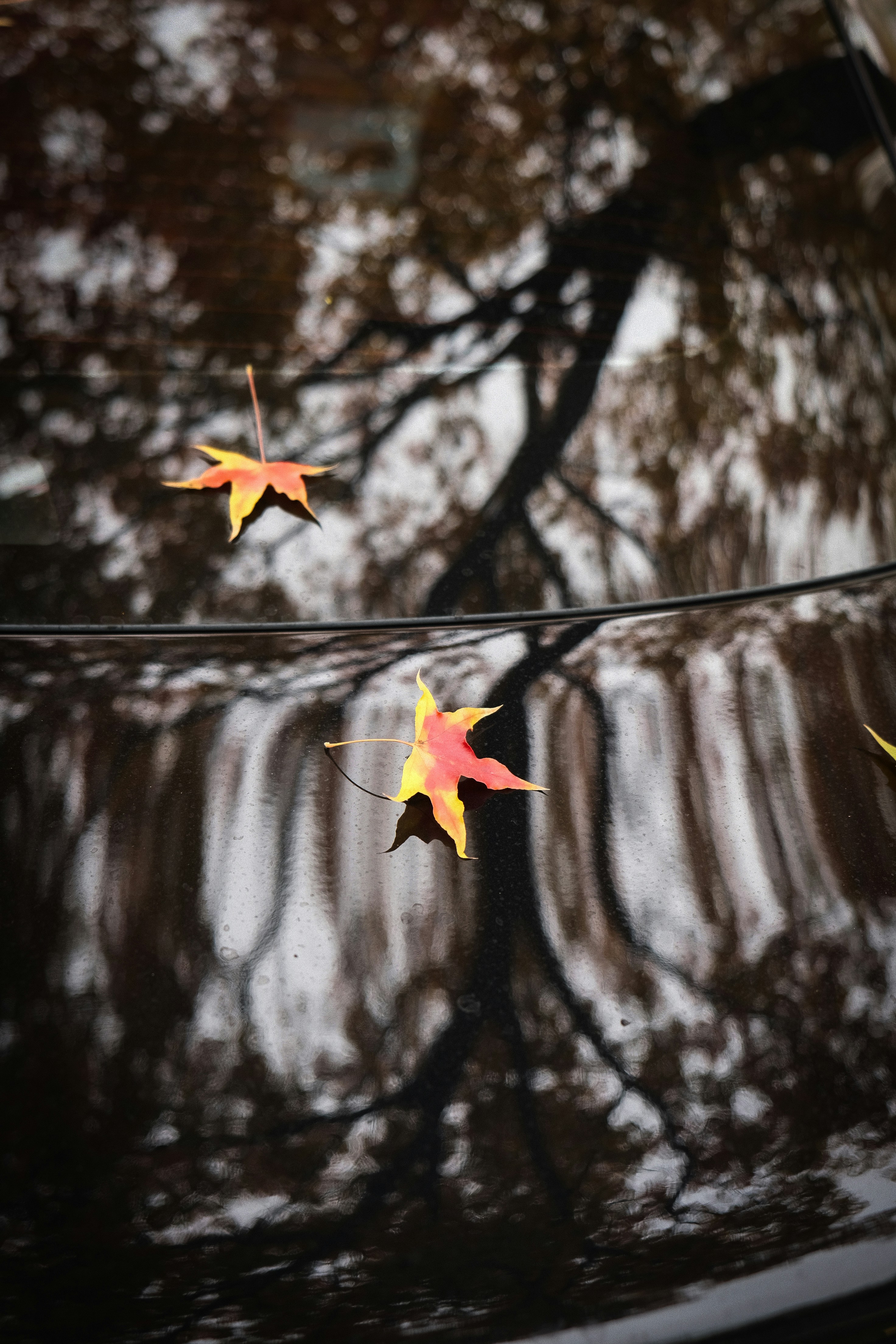 Floating Autumn Leaf on a Quiet Car Reflects the Season