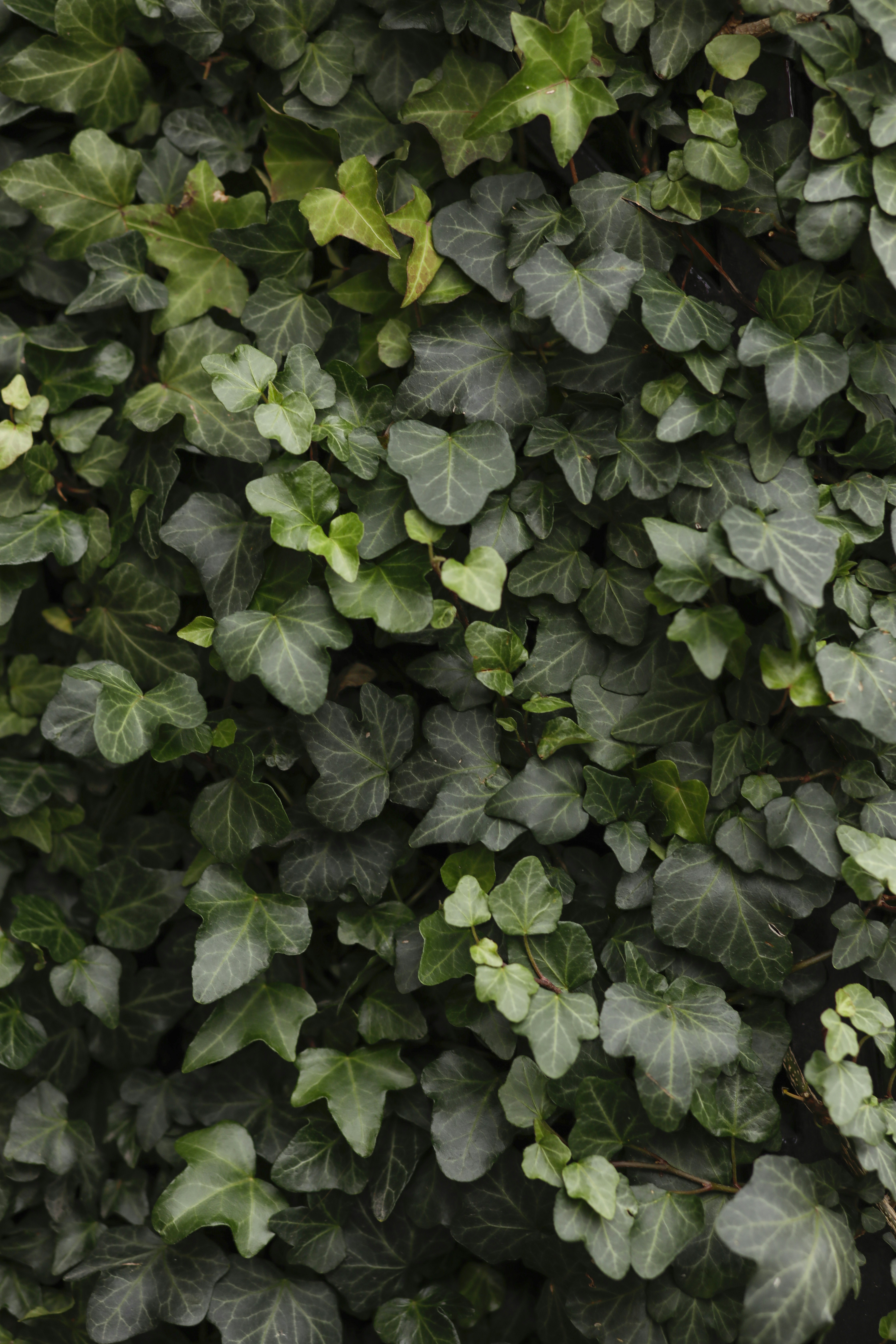 beautiful ivy wall