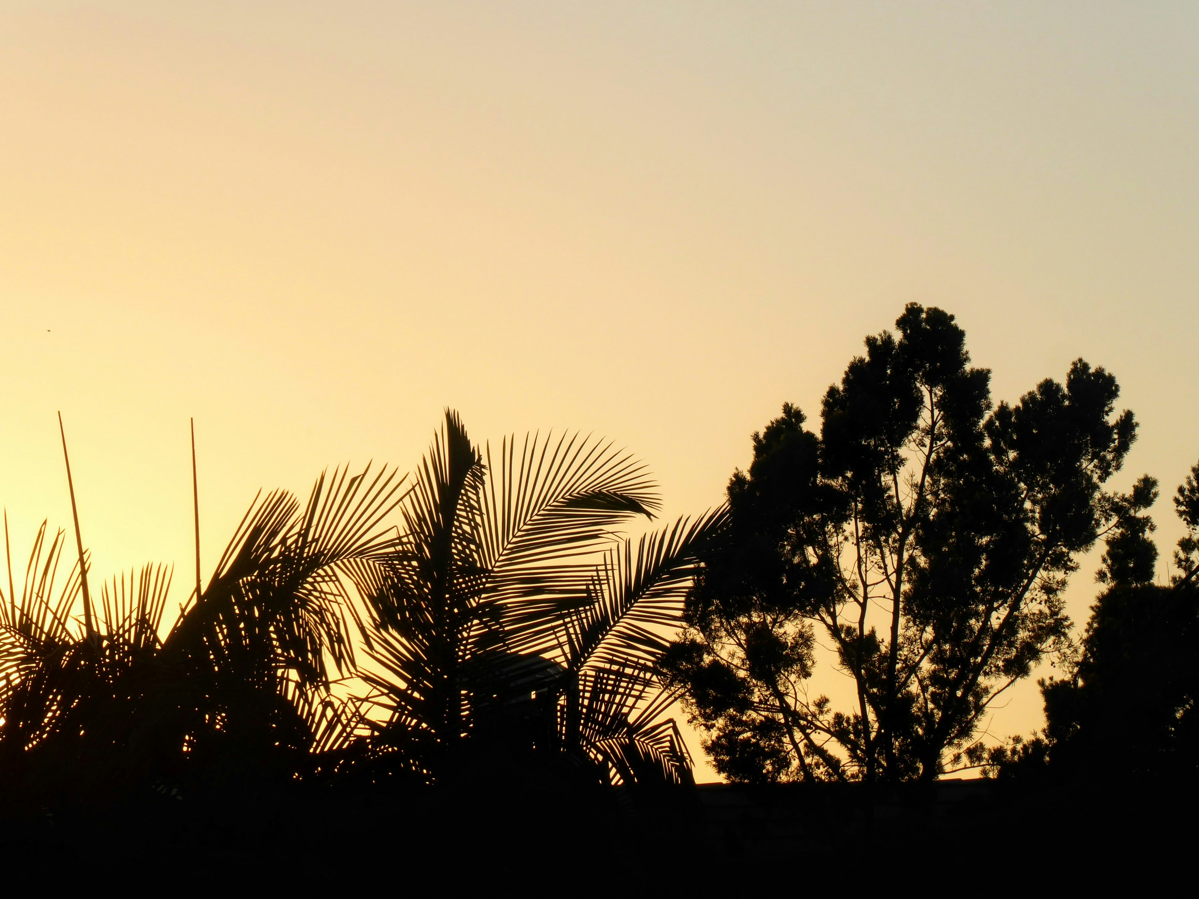 Silhouette photograph of palm fronds and tall trees along the horizon against a warm sunset sky.