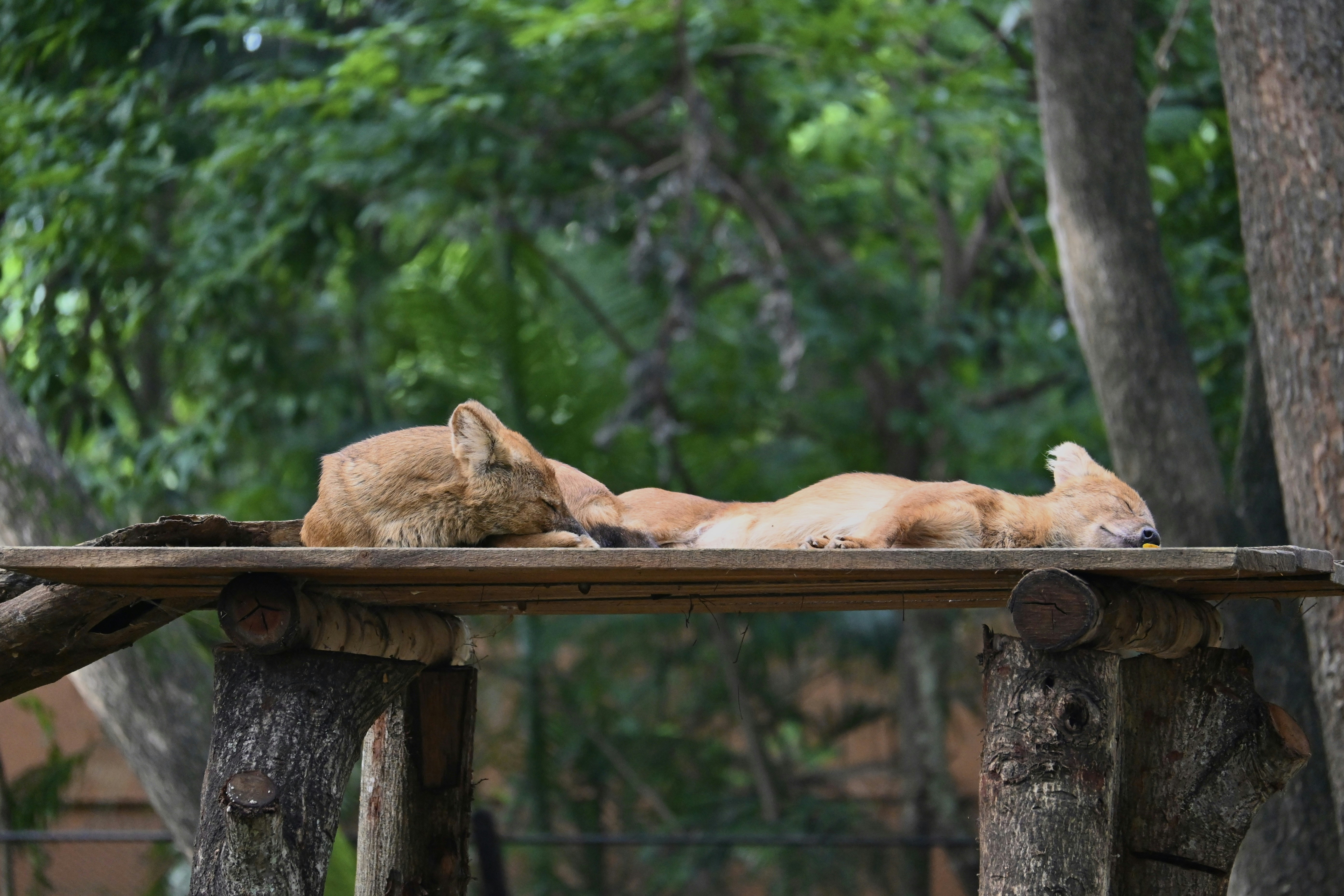 Quiet Forest Rest: Two Golden Dogs Nap on a Log Platform