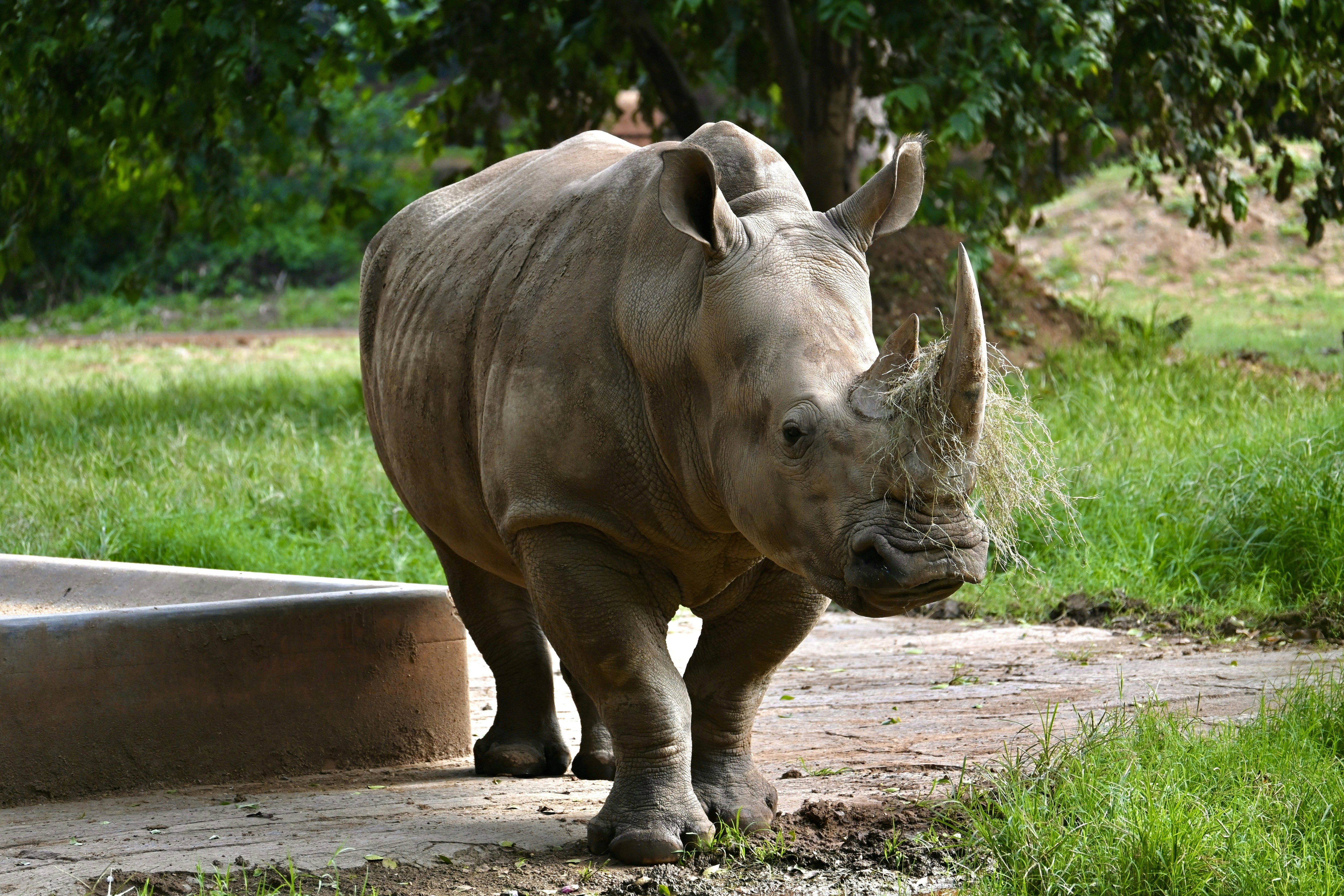 A rhinoceros walking on a path in a zoo enclosure photo – Free Animals ...