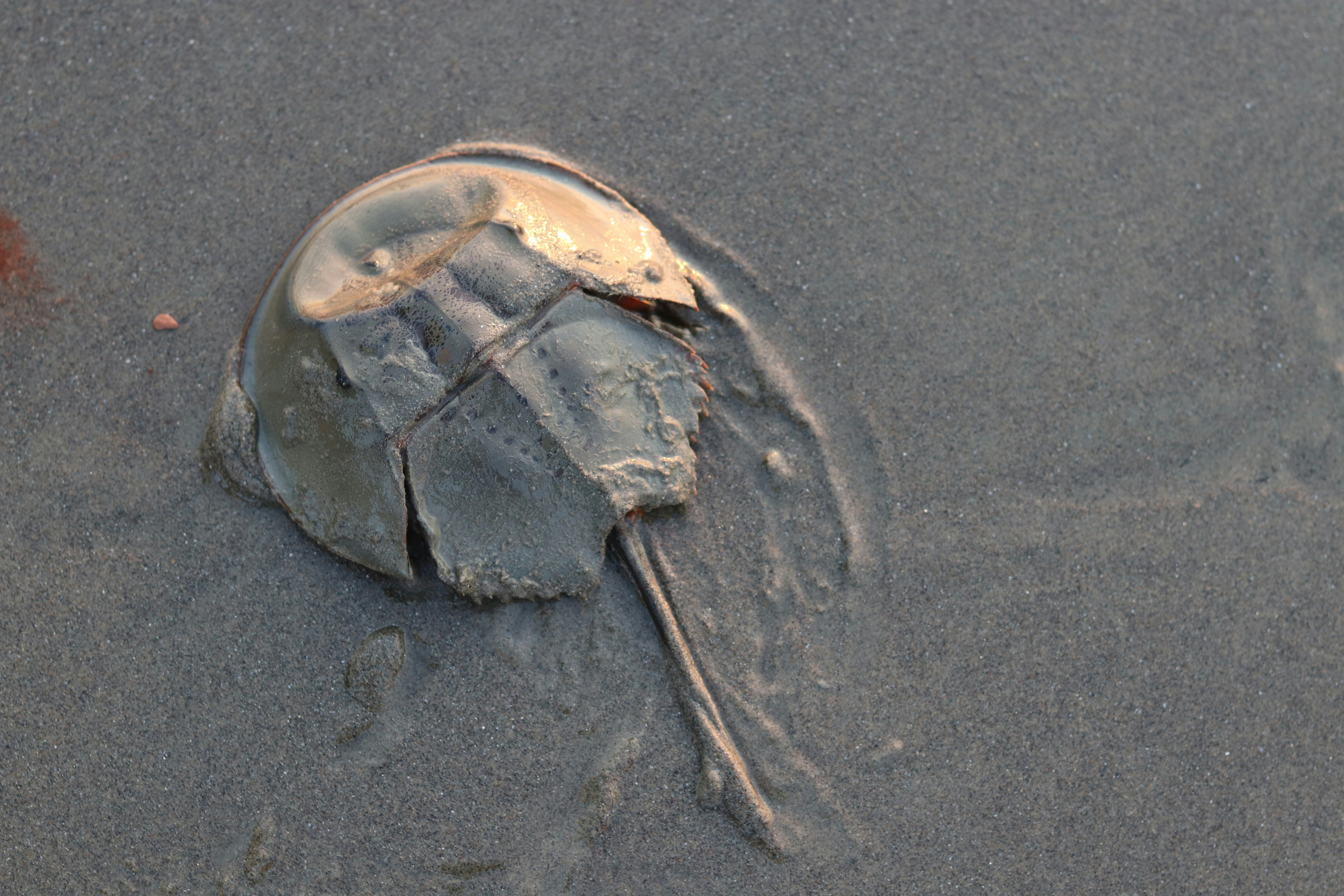 Cracked jellyfish carcass partially buried in smooth dark sand, highlighting textures and subtle color variation on a quiet shoreline.