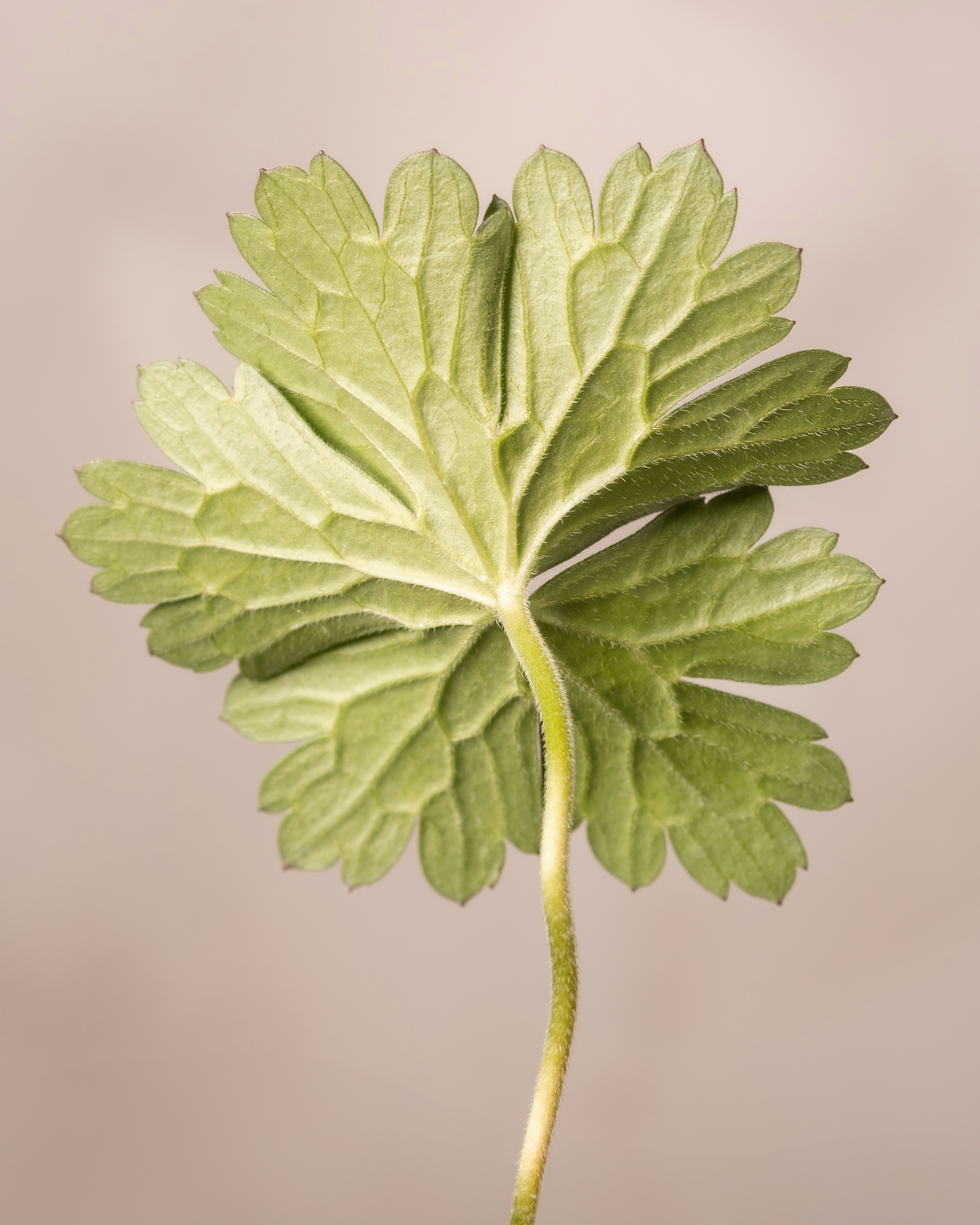 A plant with a long stem is shown photo – Free Nature Image on Unsplash