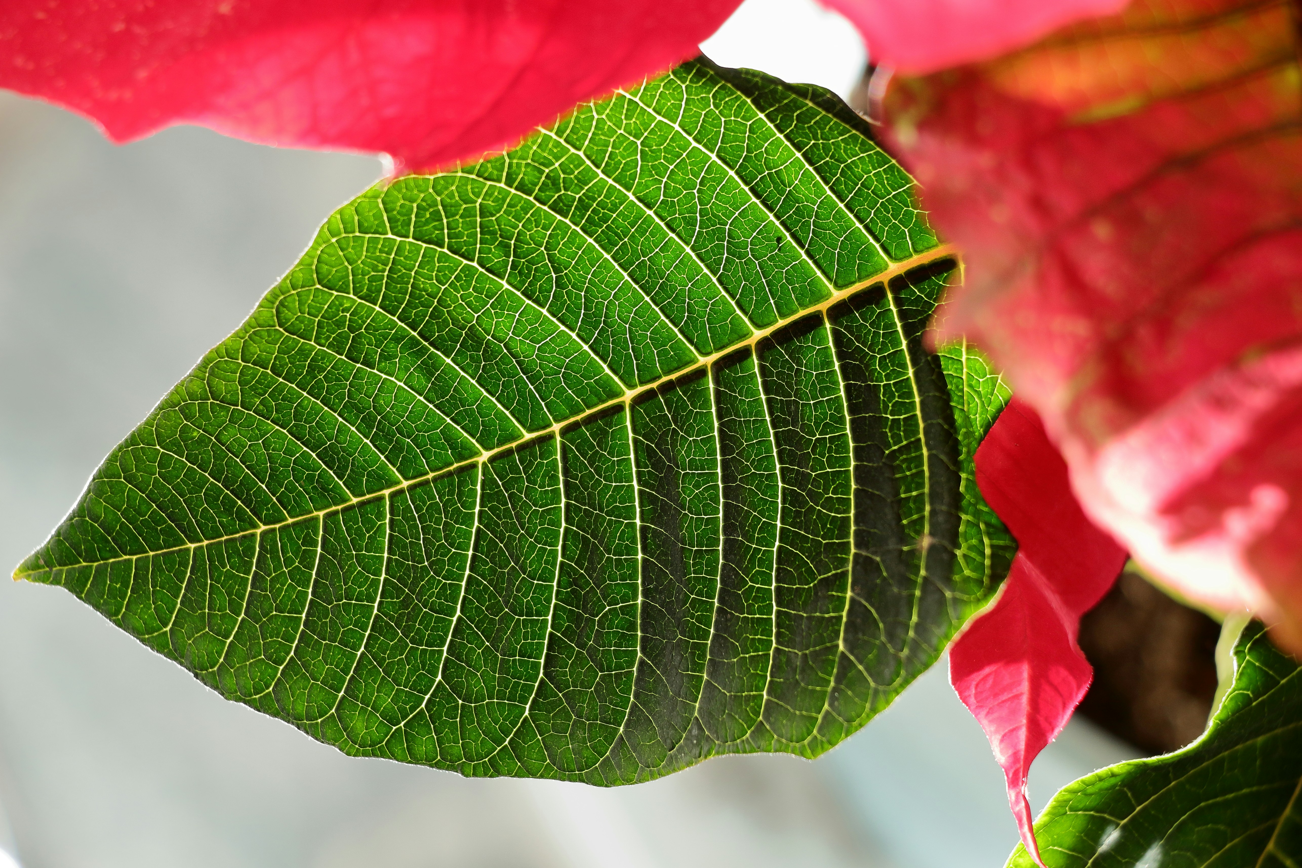 Veinwork in Green: A Close-Up on a Leaf’s Lattice