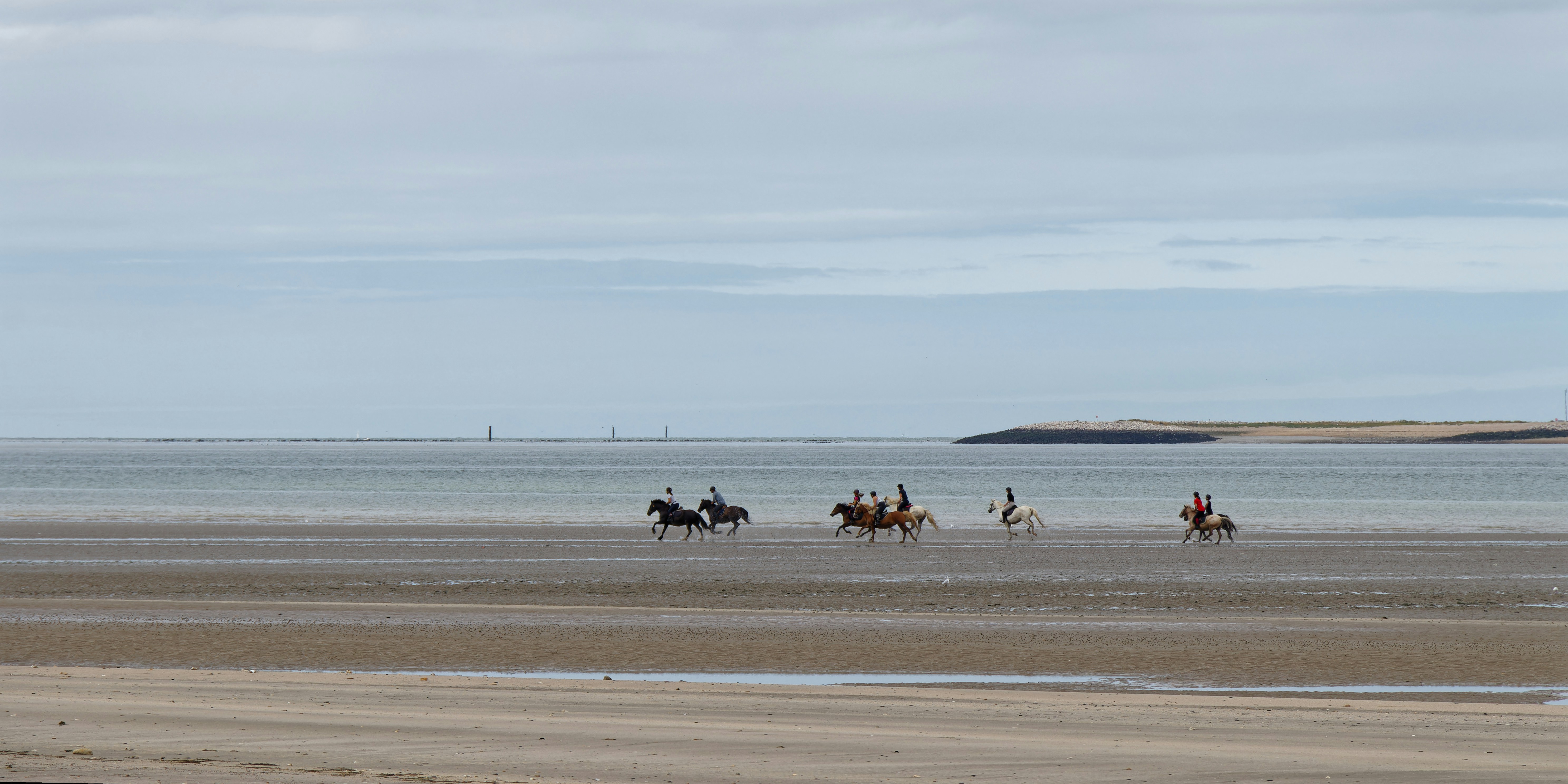 Horses Arriving Along a Quiet Tidal Beach