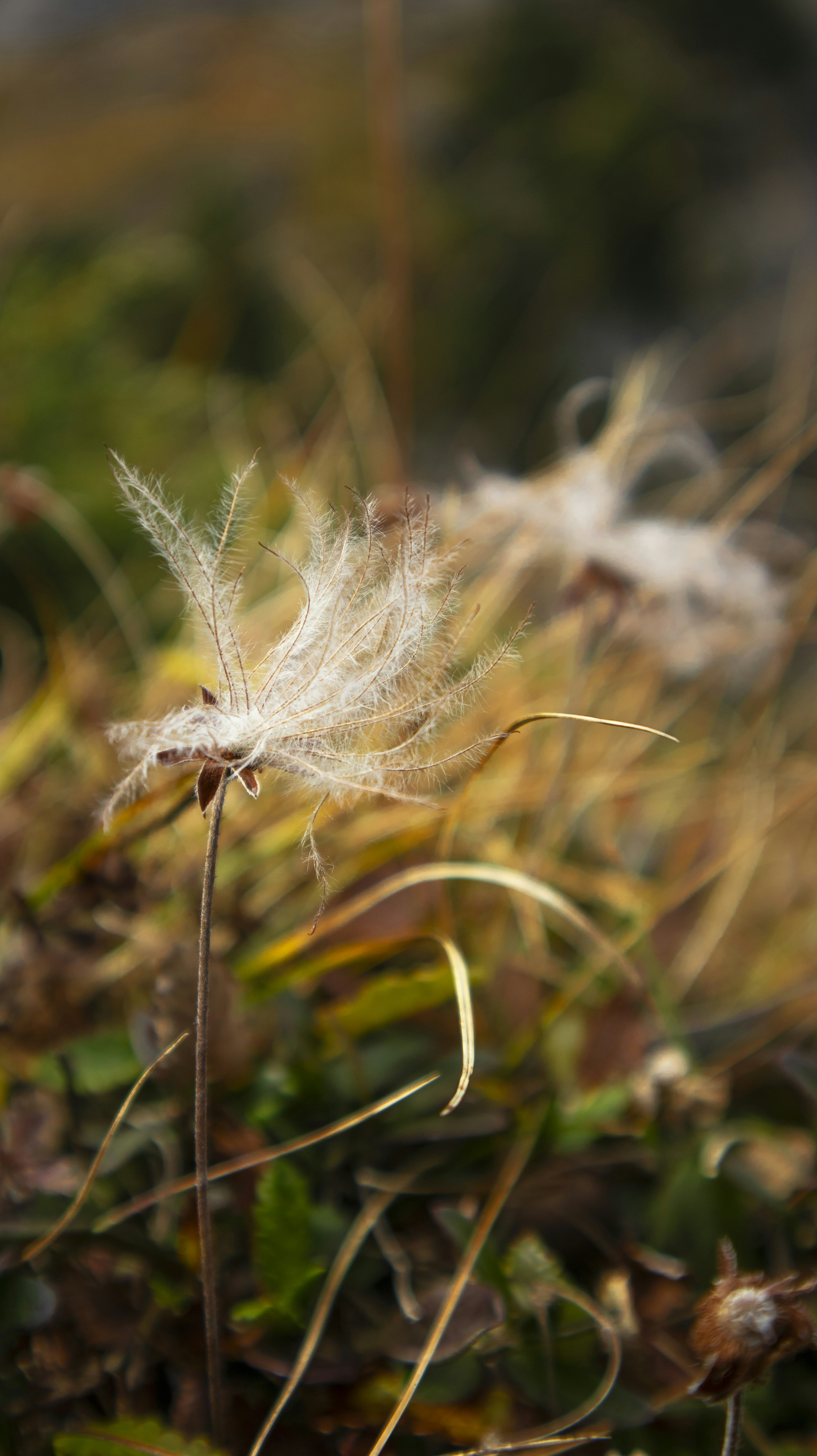 Whiskered Seed Head in Autumn Light
