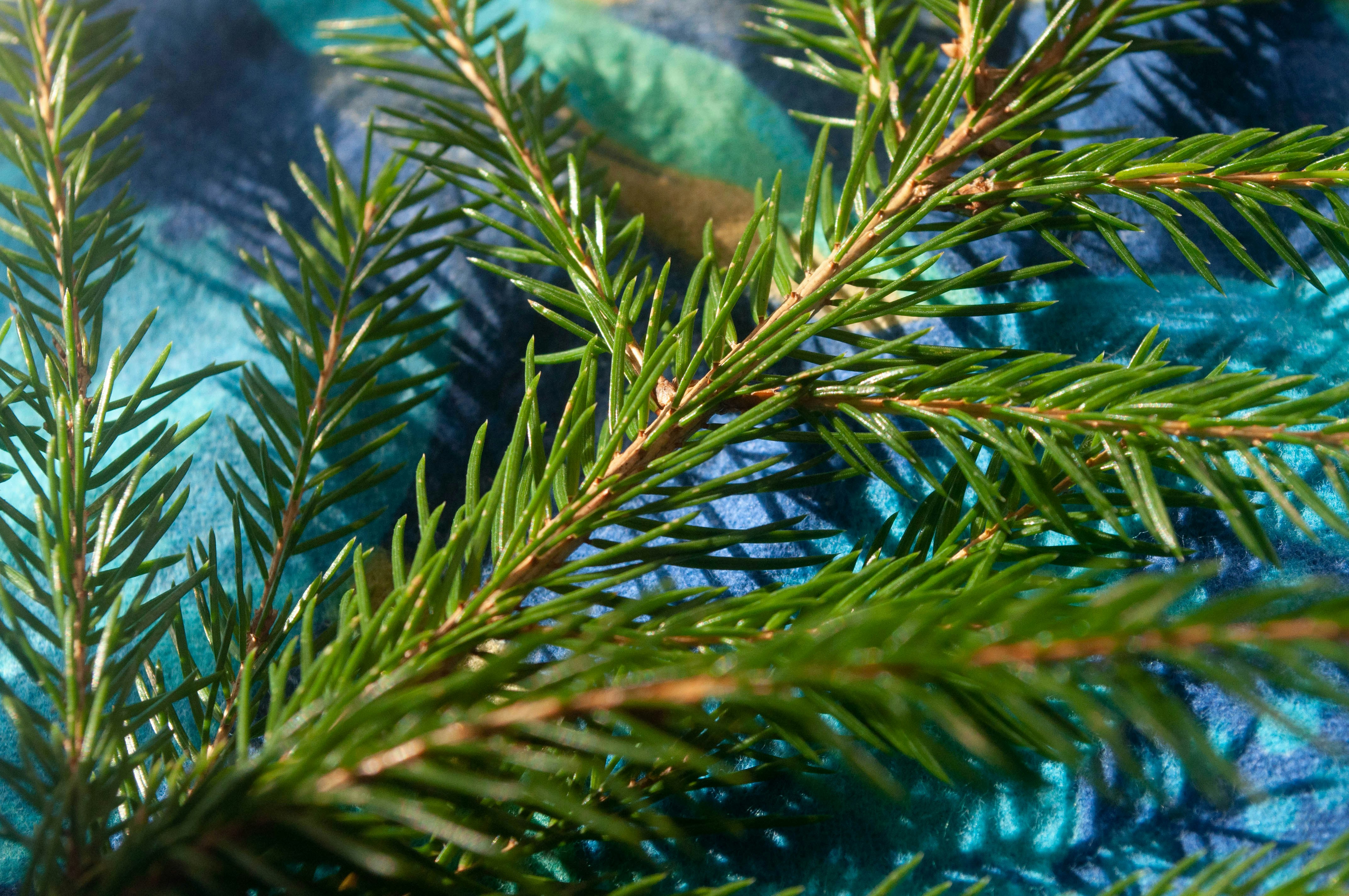 Emerald Fronds on Sapphire Fabric: A Macro Pine Portrait
