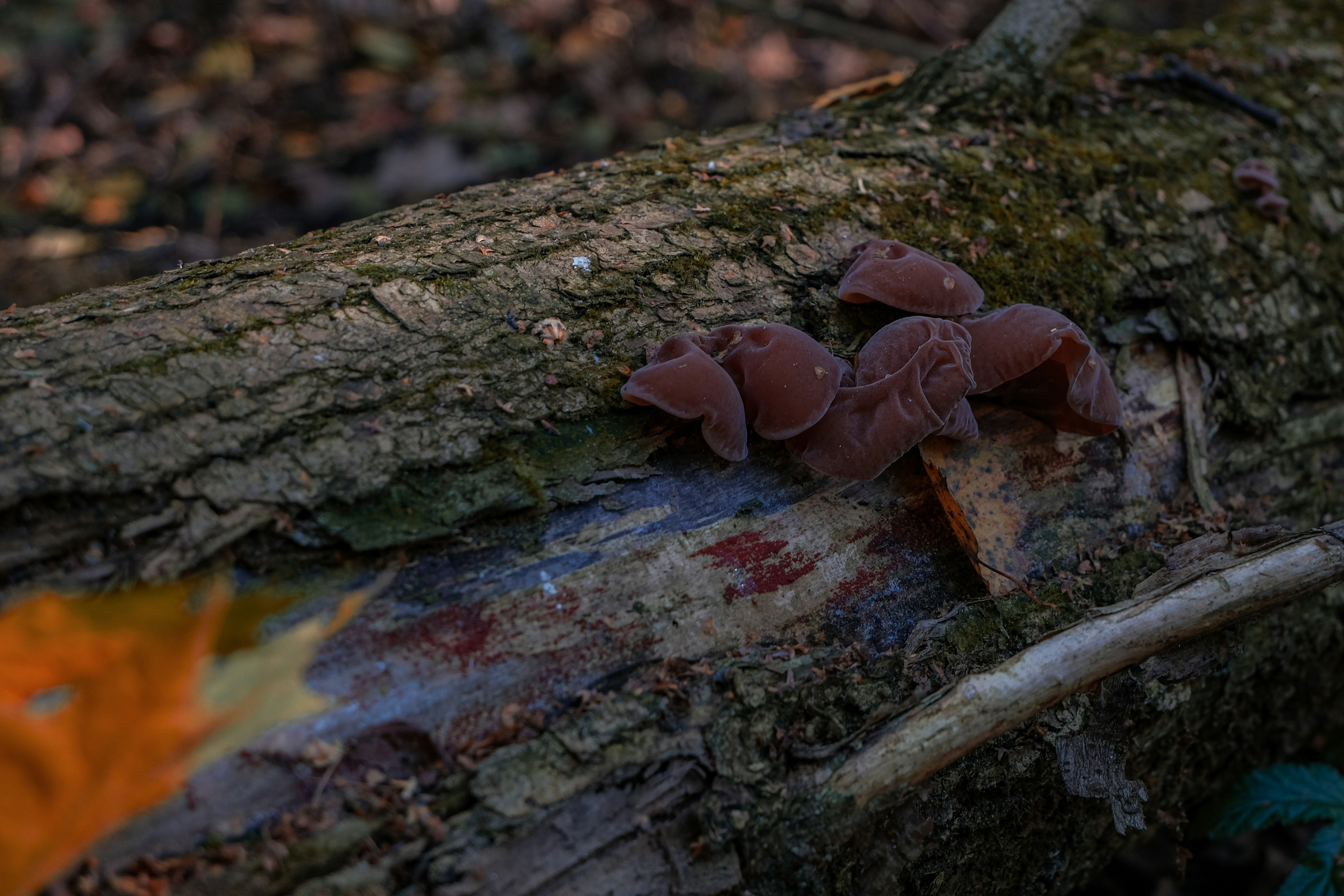Mushrooms growing on a mossy fallen log in a dimly lit forest.