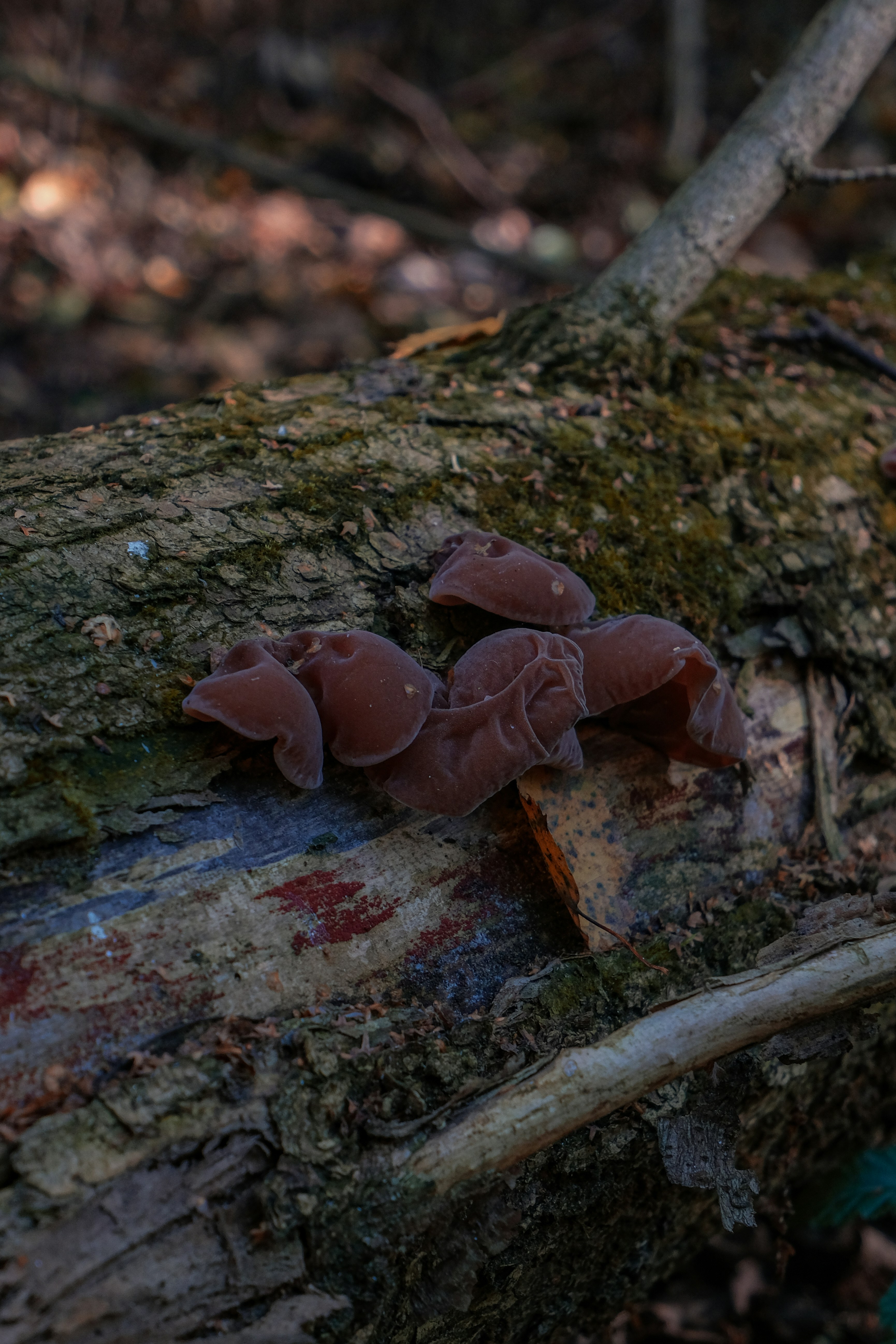 Rust-Brown Shelf Fungi Cluster on a Mossy Log in Dim Forest Light