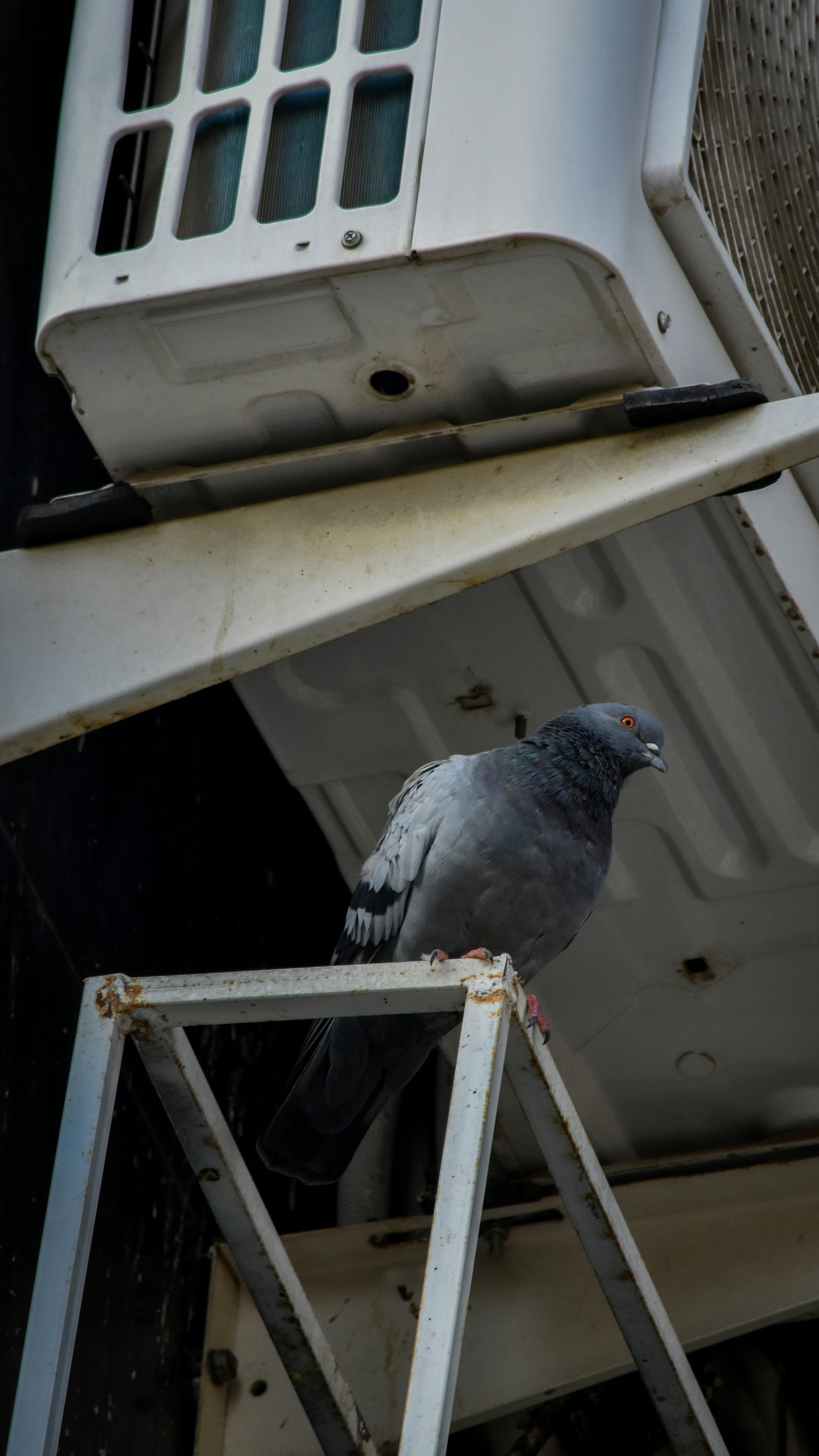 Una paloma sentada encima de una escalera de metal foto – Imagen de ...