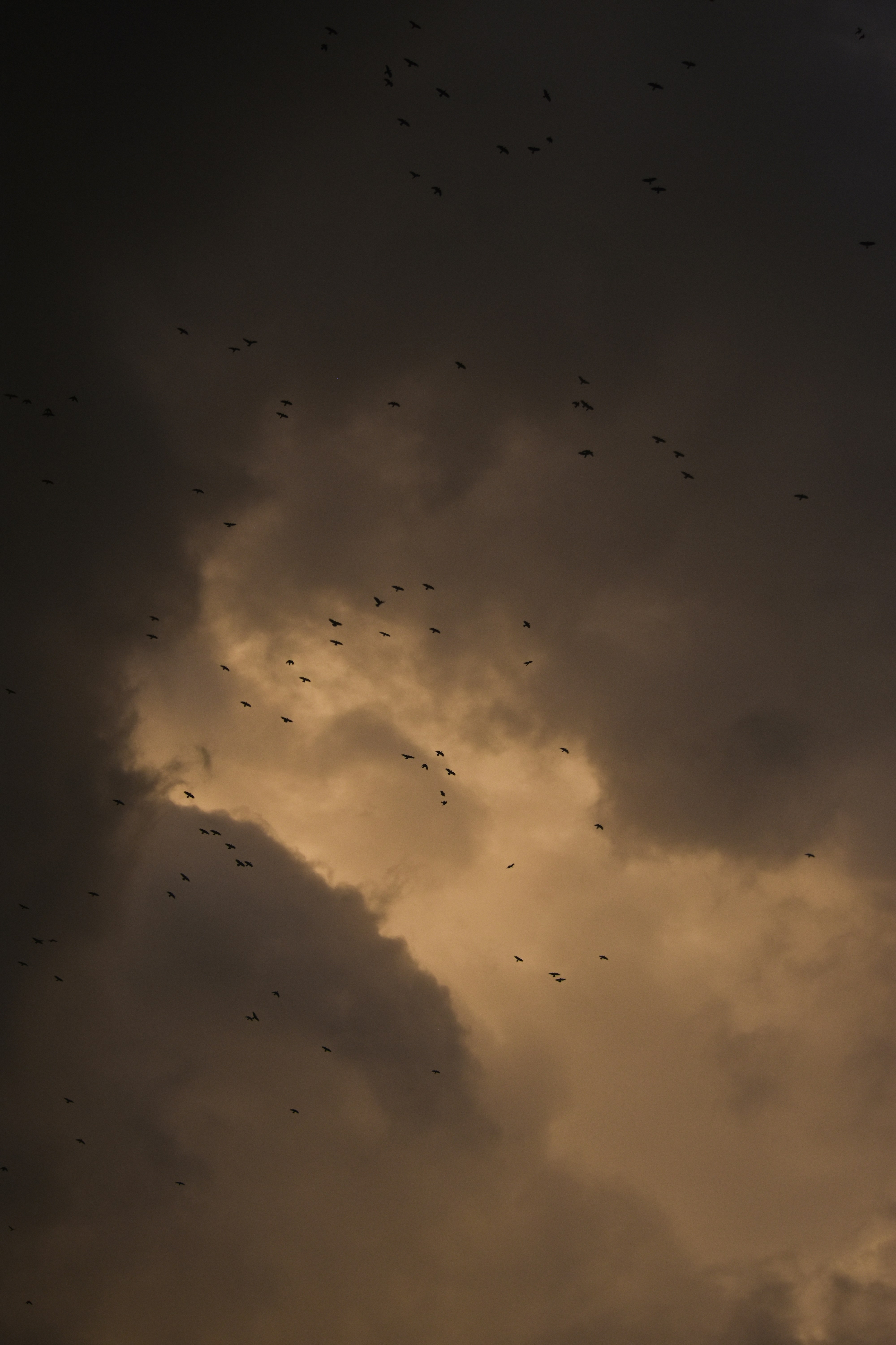 Gilded Storm: A Flock Traverses the Edge of Darkness