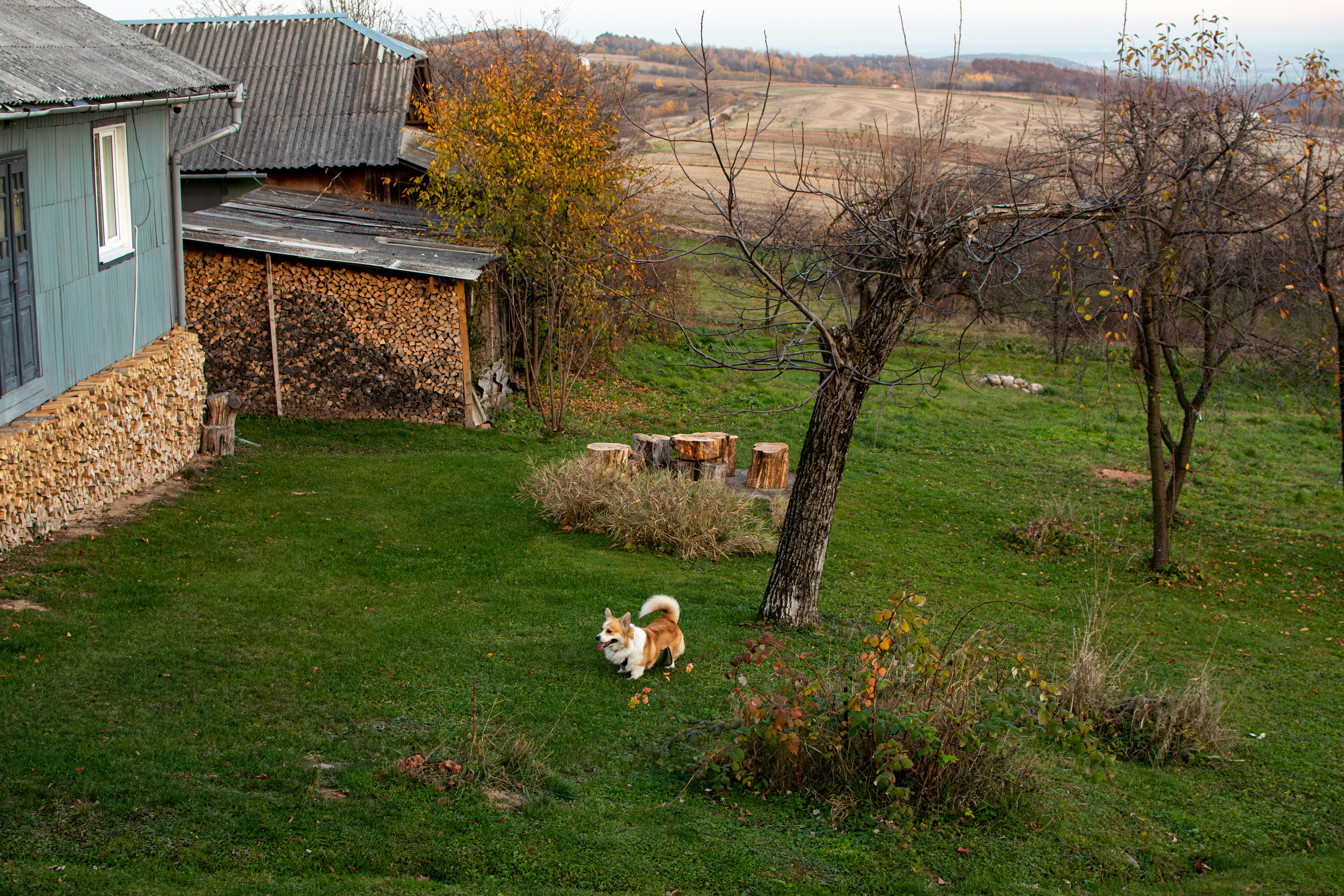 Corgi in the Quiet Yard: Firewood, Trees, and Open Fields