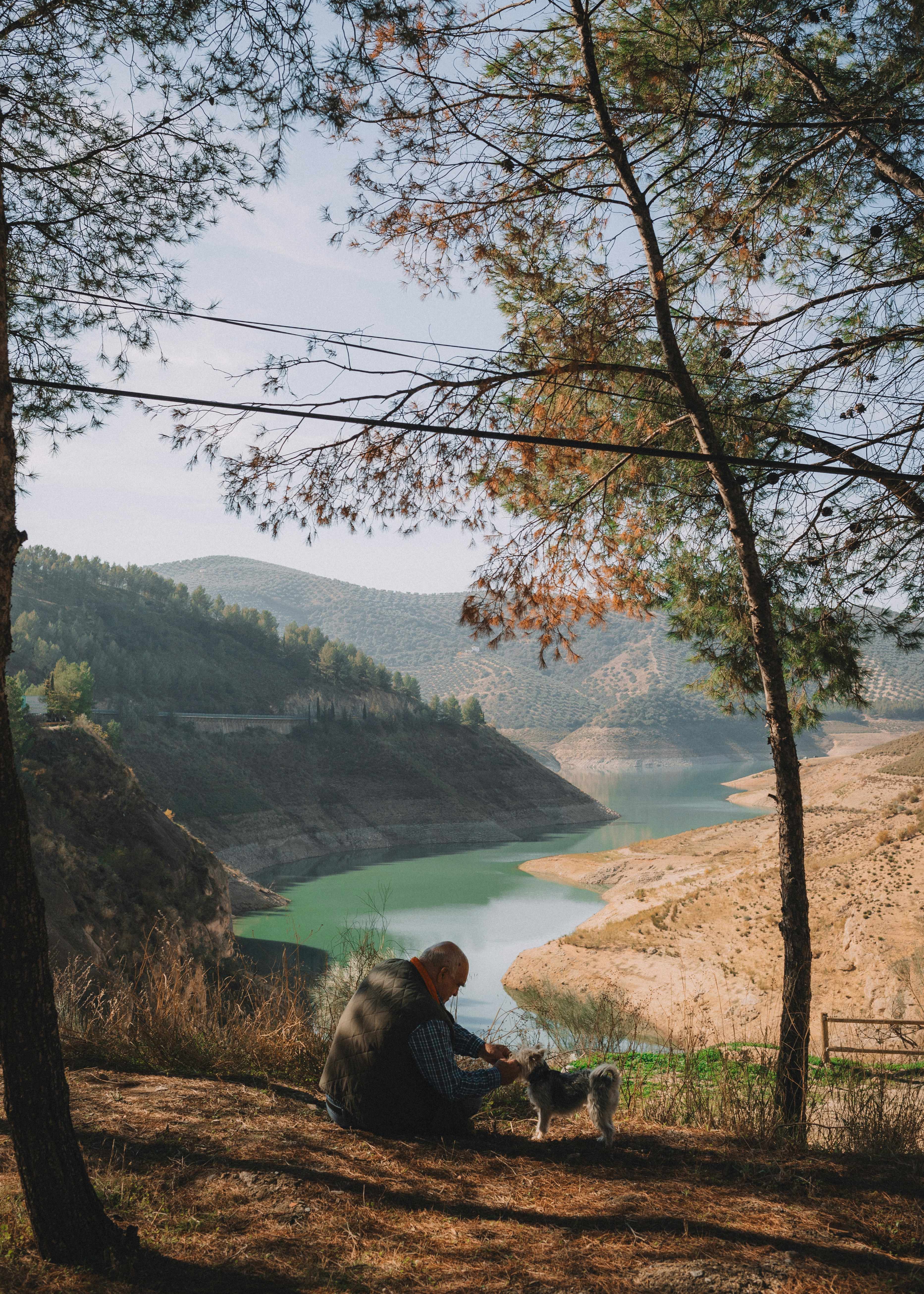 Edge of Quiet: A Man and Two Dogs Overlooking a Verdant Reservoir