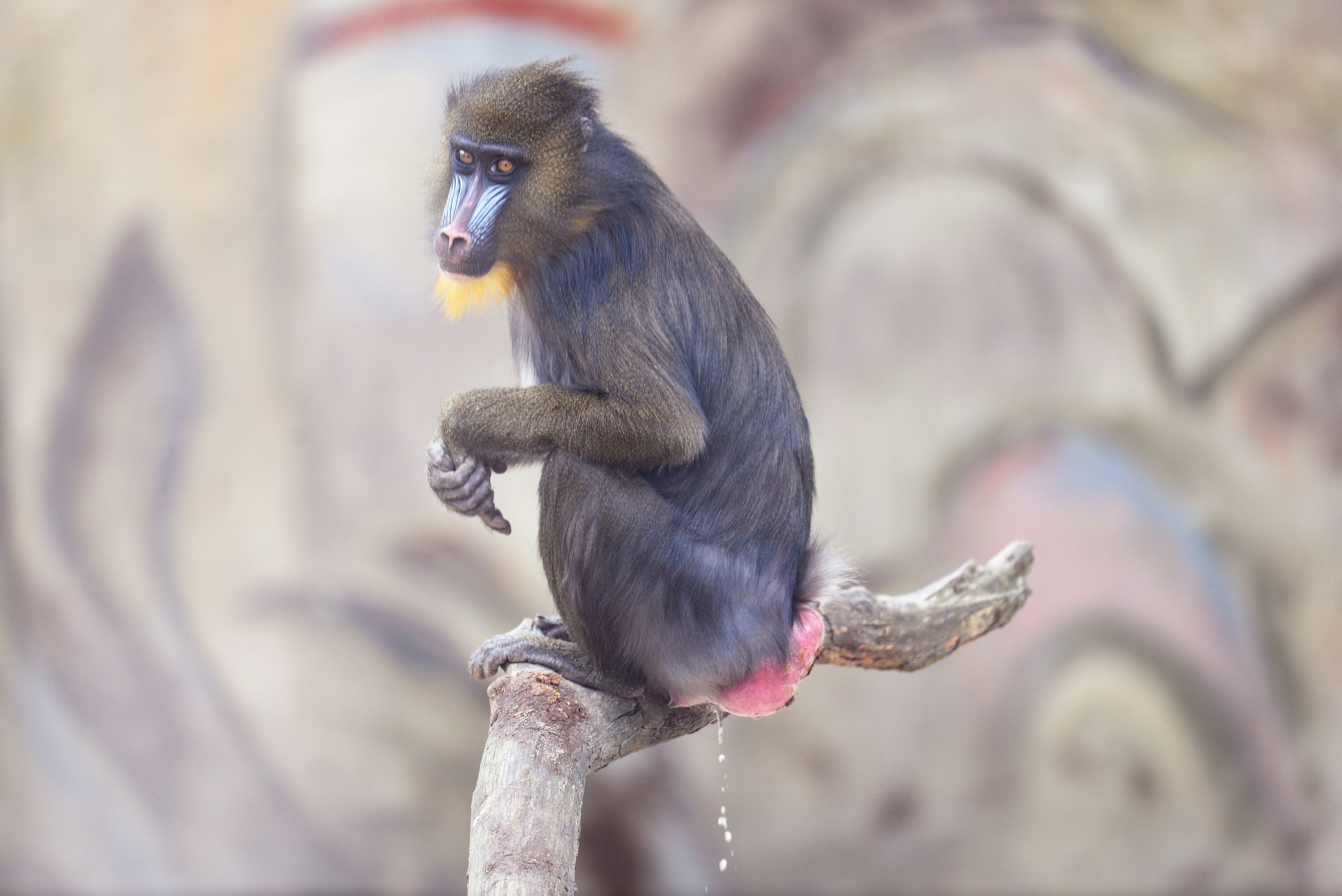 Mandrill Portrait on Weathered Branch: Calm Gaze in a Soft Backdrop