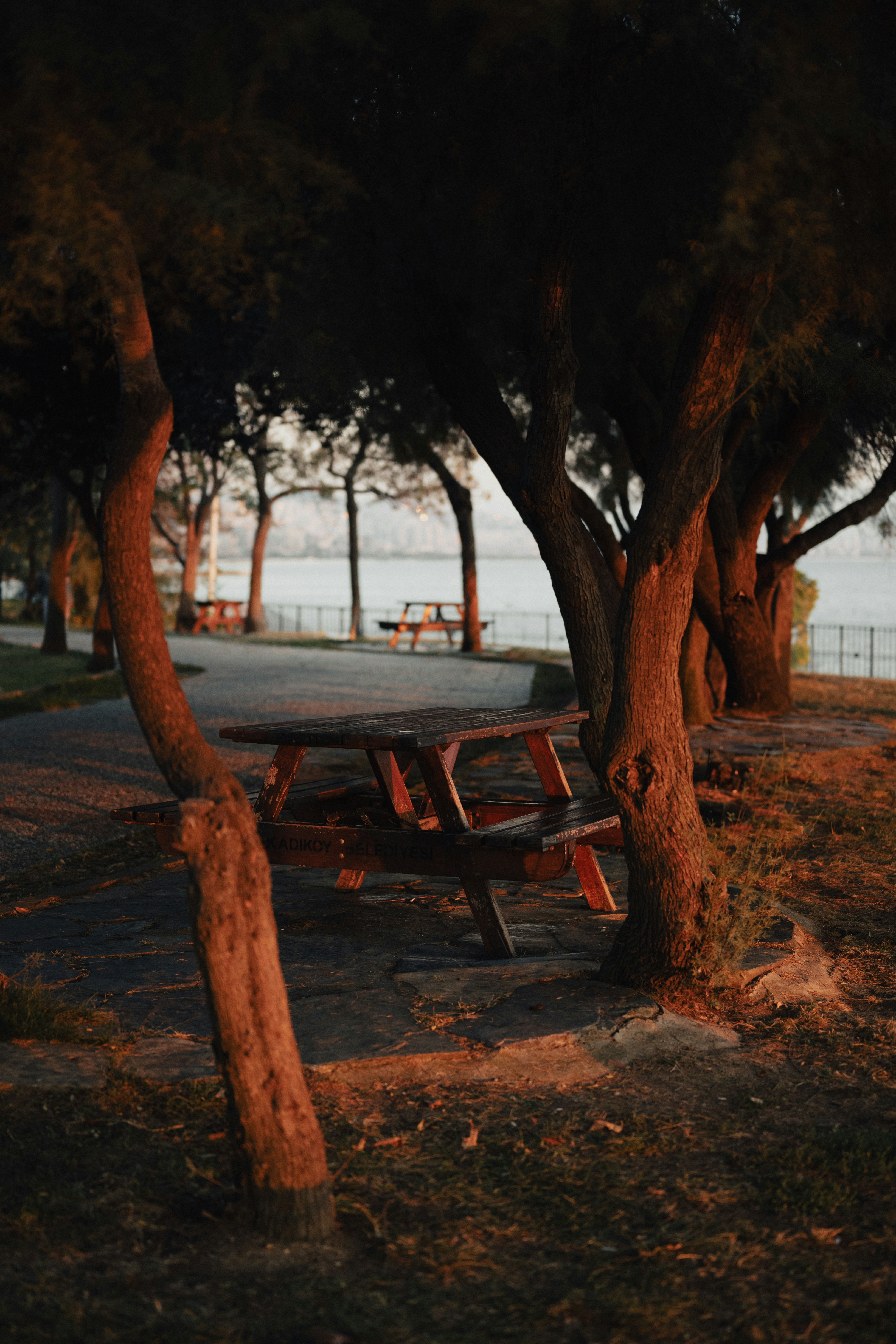 Golden Hour Quiet: a lone Picnic Table Among Sturdy Pines