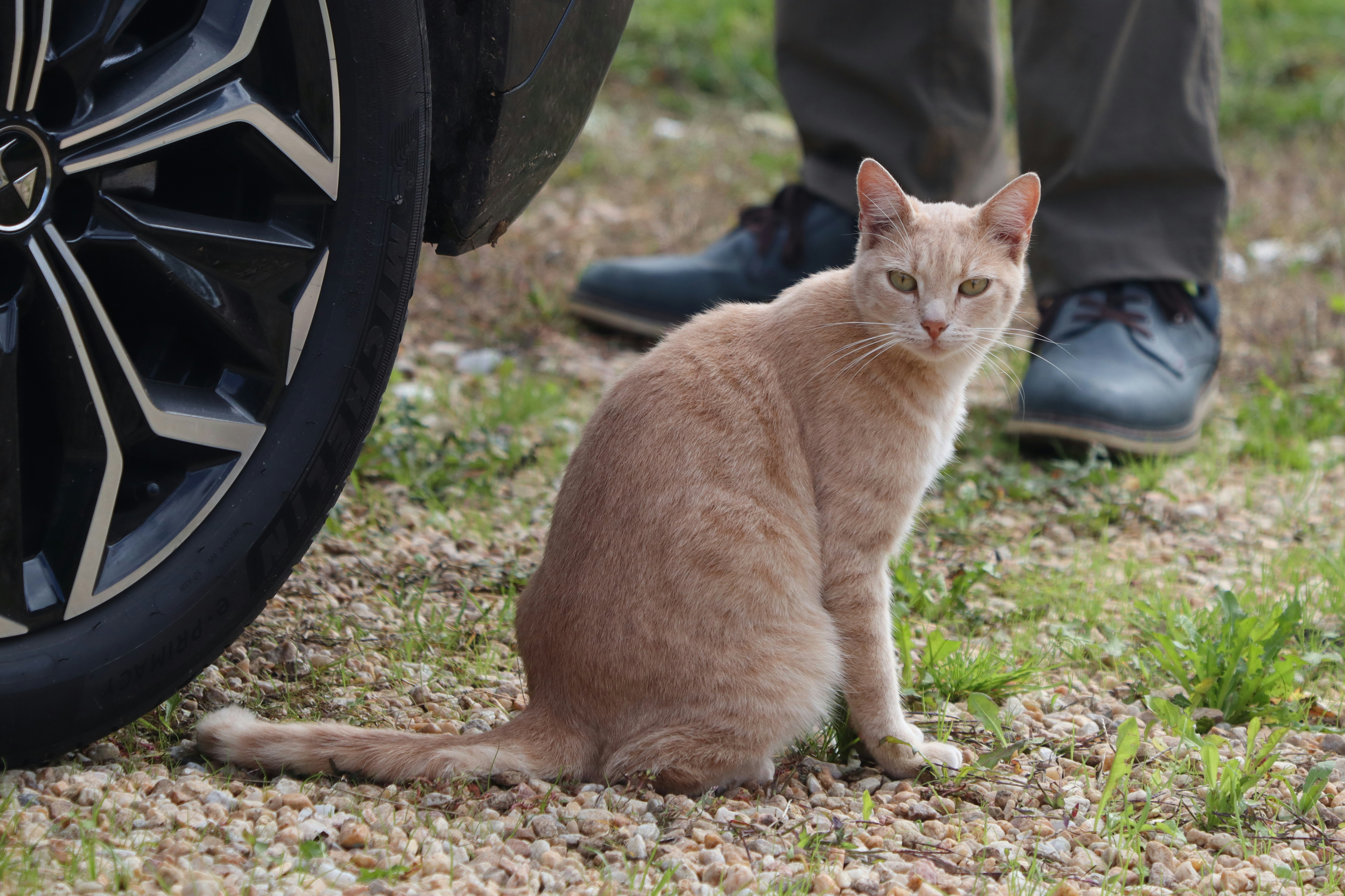Amber-Furred Cat by the Wheel: a Quiet Moment on Gravel