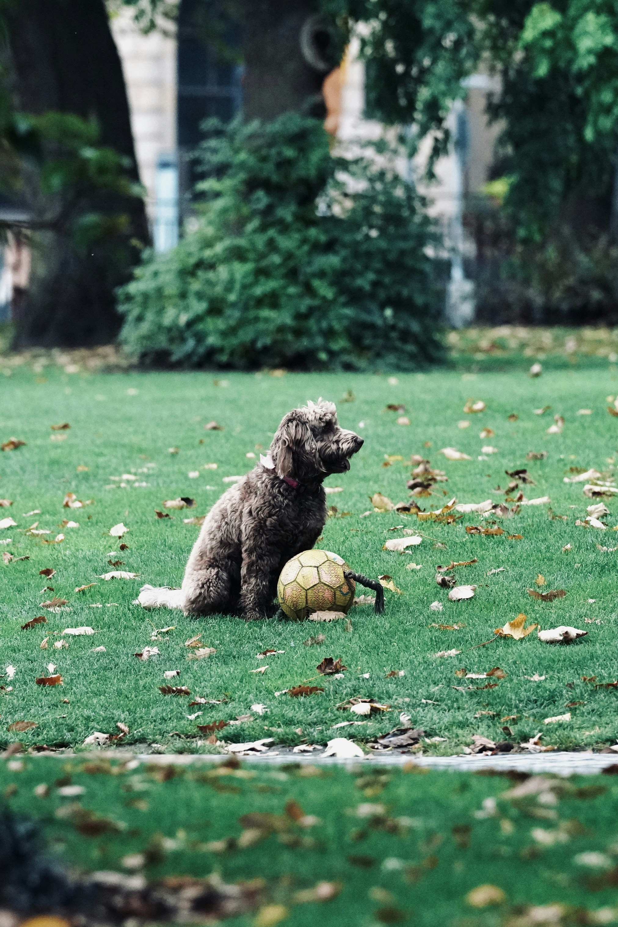 Curious Pup with a Ball in a Serene Park