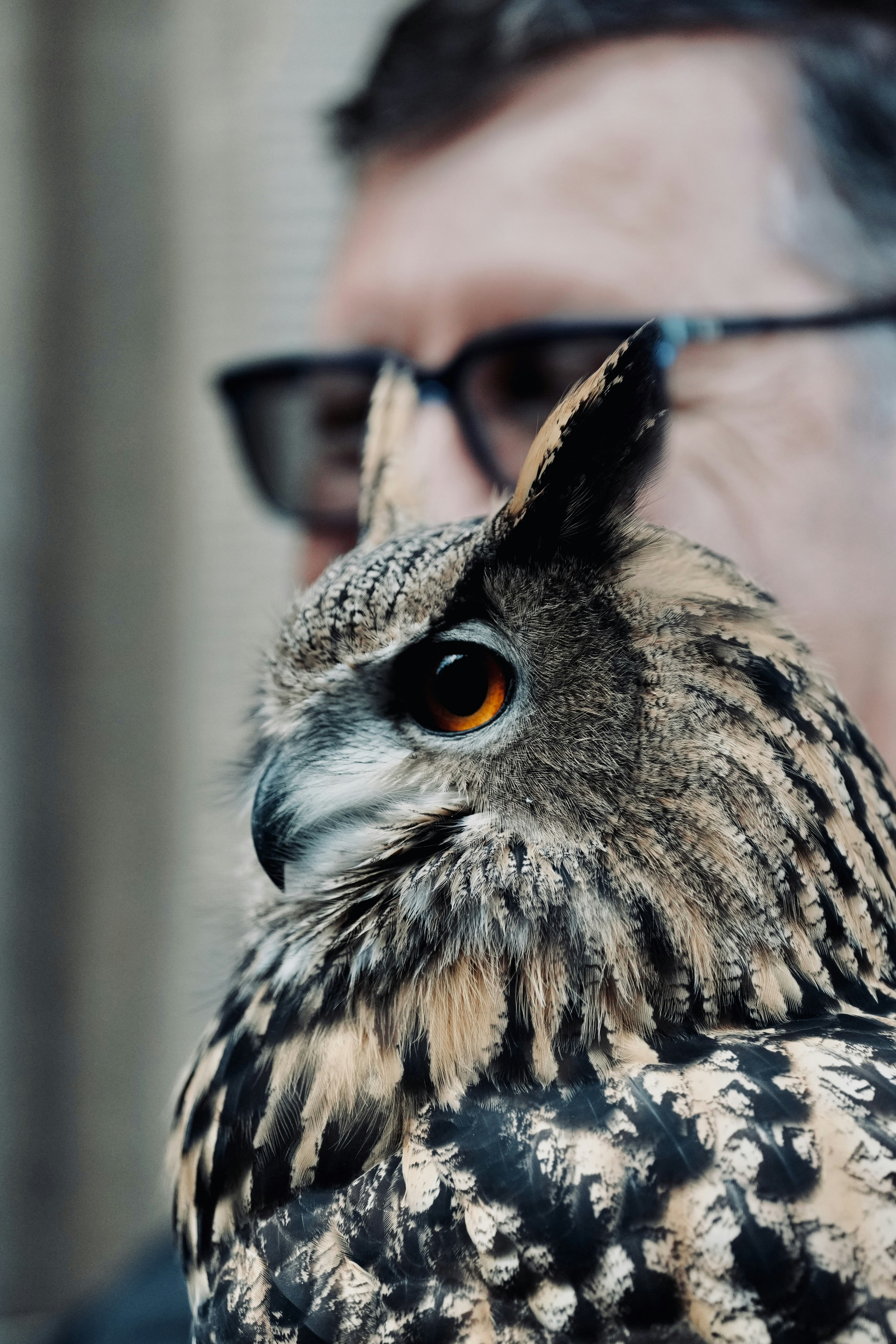 Amber Eye in Focus: Owl Portrait Framed by a Soft-Blurred Human Backdrop
