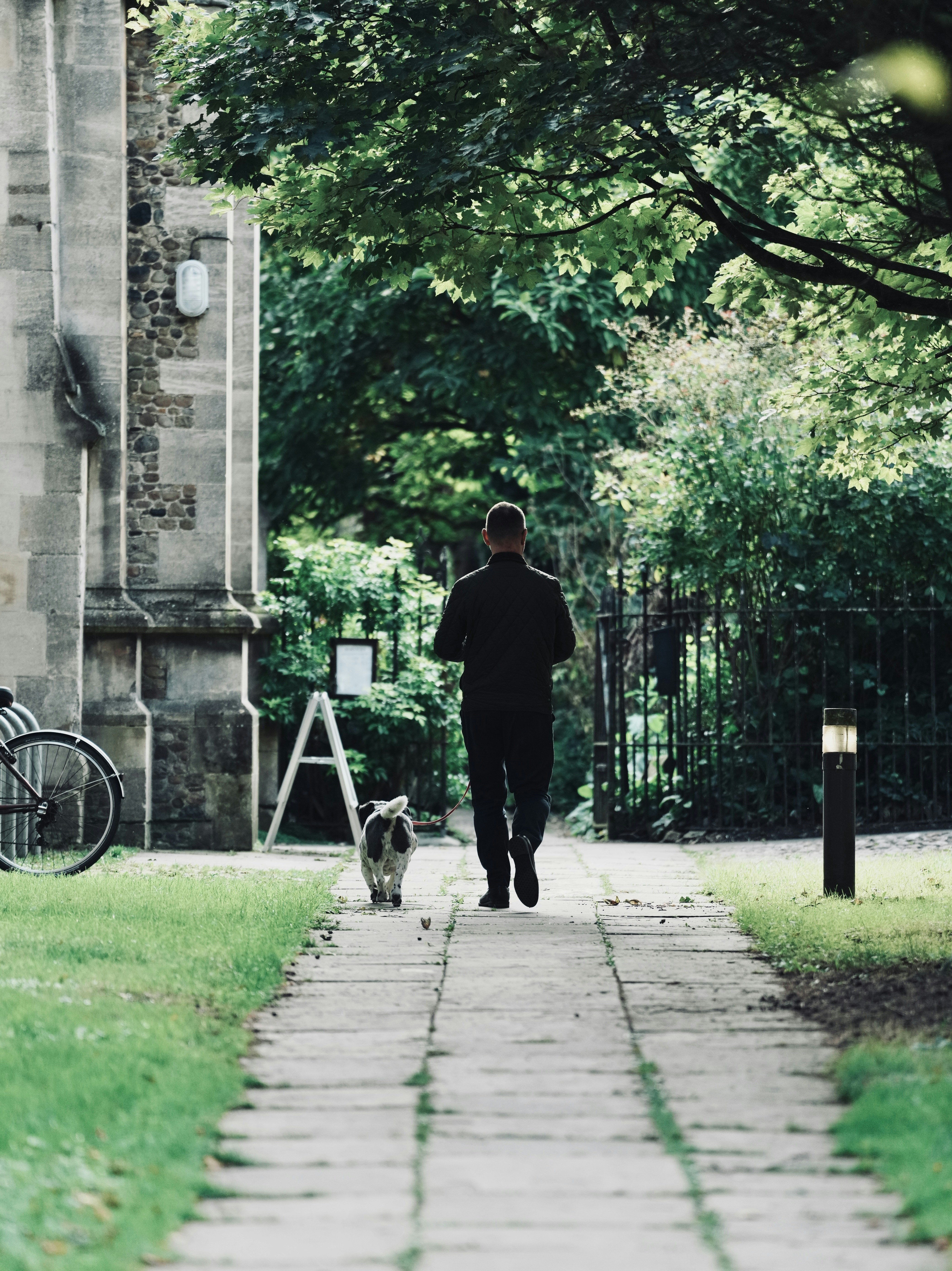 A Quiet Stroll: Man and Dog on a Sunlit Path