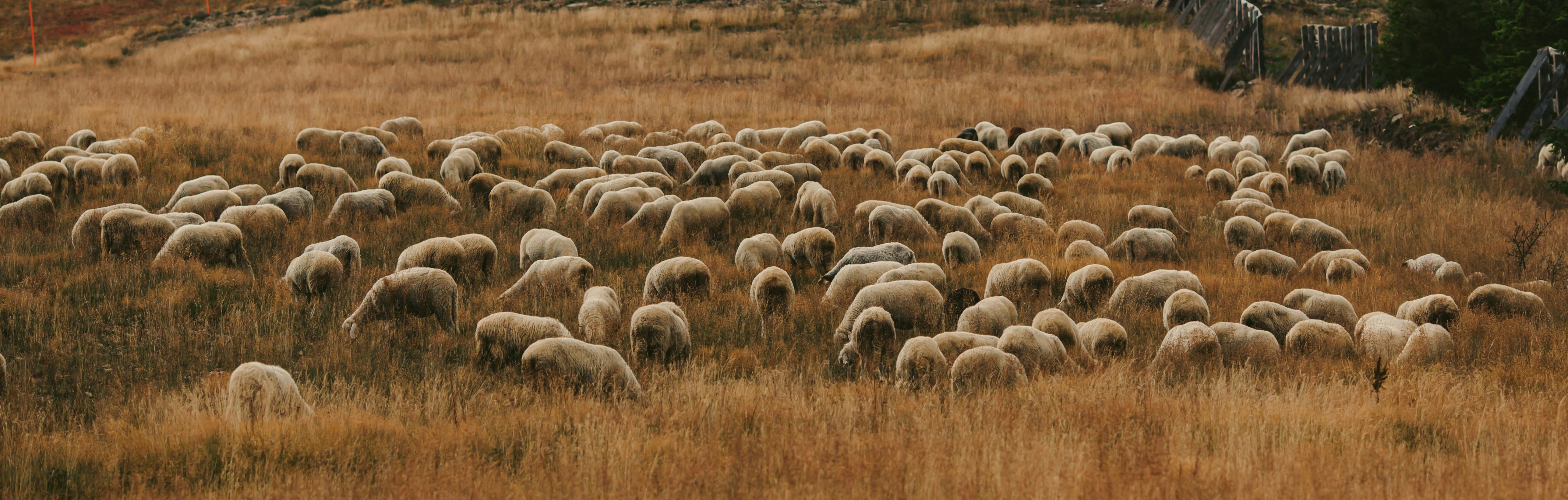 Golden Wave: A Flock of Sheep Across a Sunlit Autumn Field