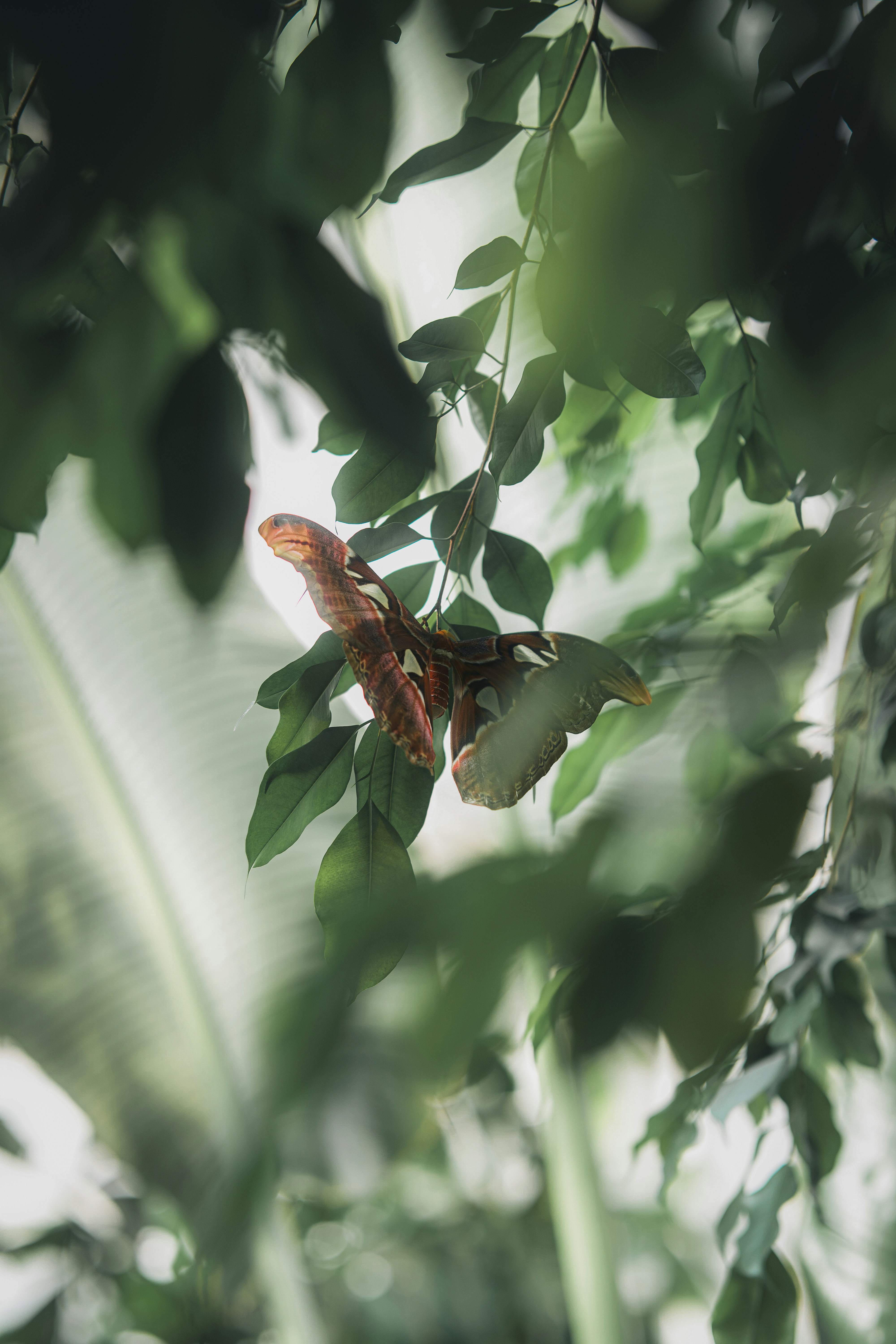 Emerald Canopy: A Monarch Among Green Threads