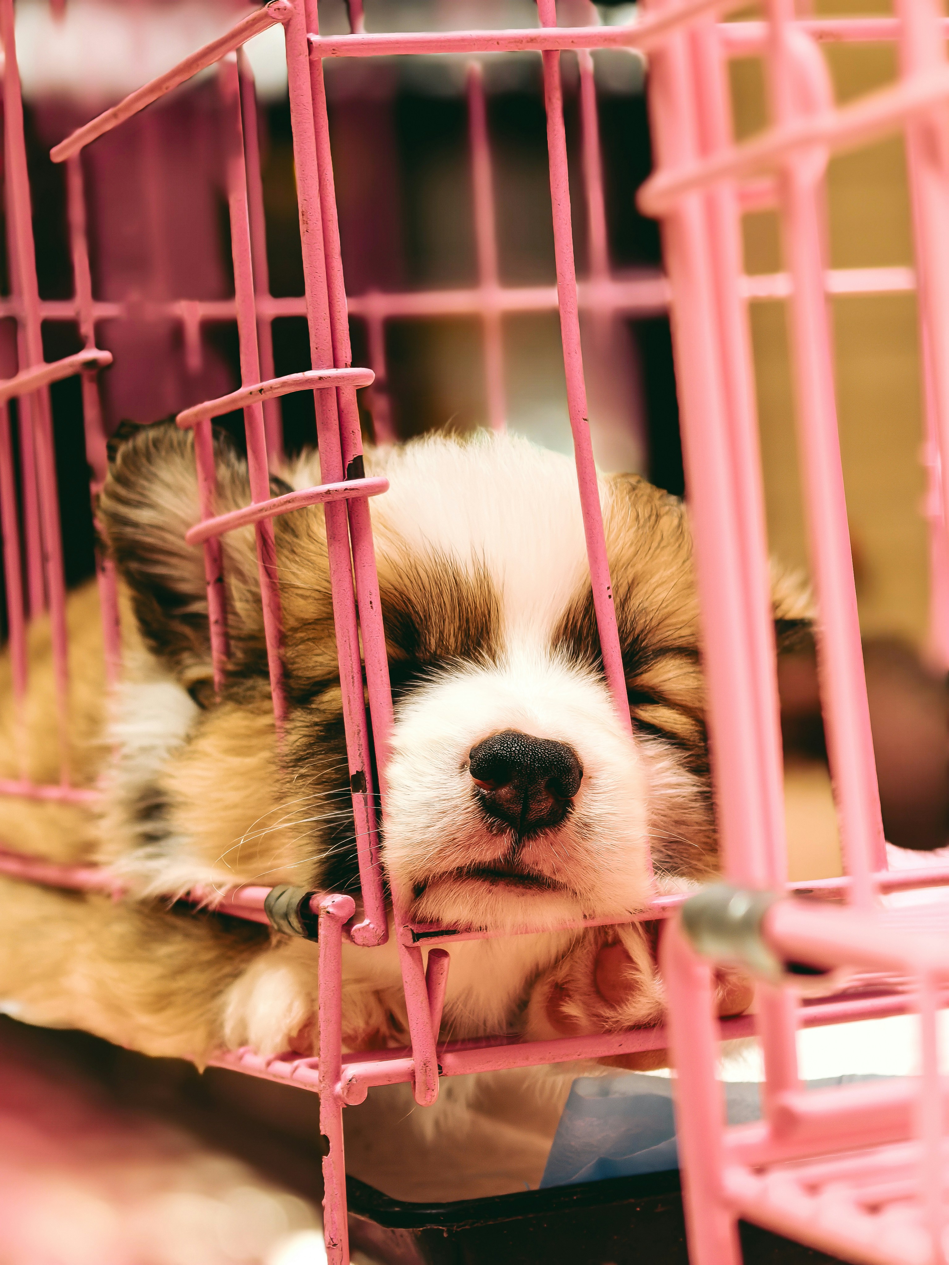 A sleepy puppy rests behind pink metal bars, its nose and soft fur captured in gentle focus.