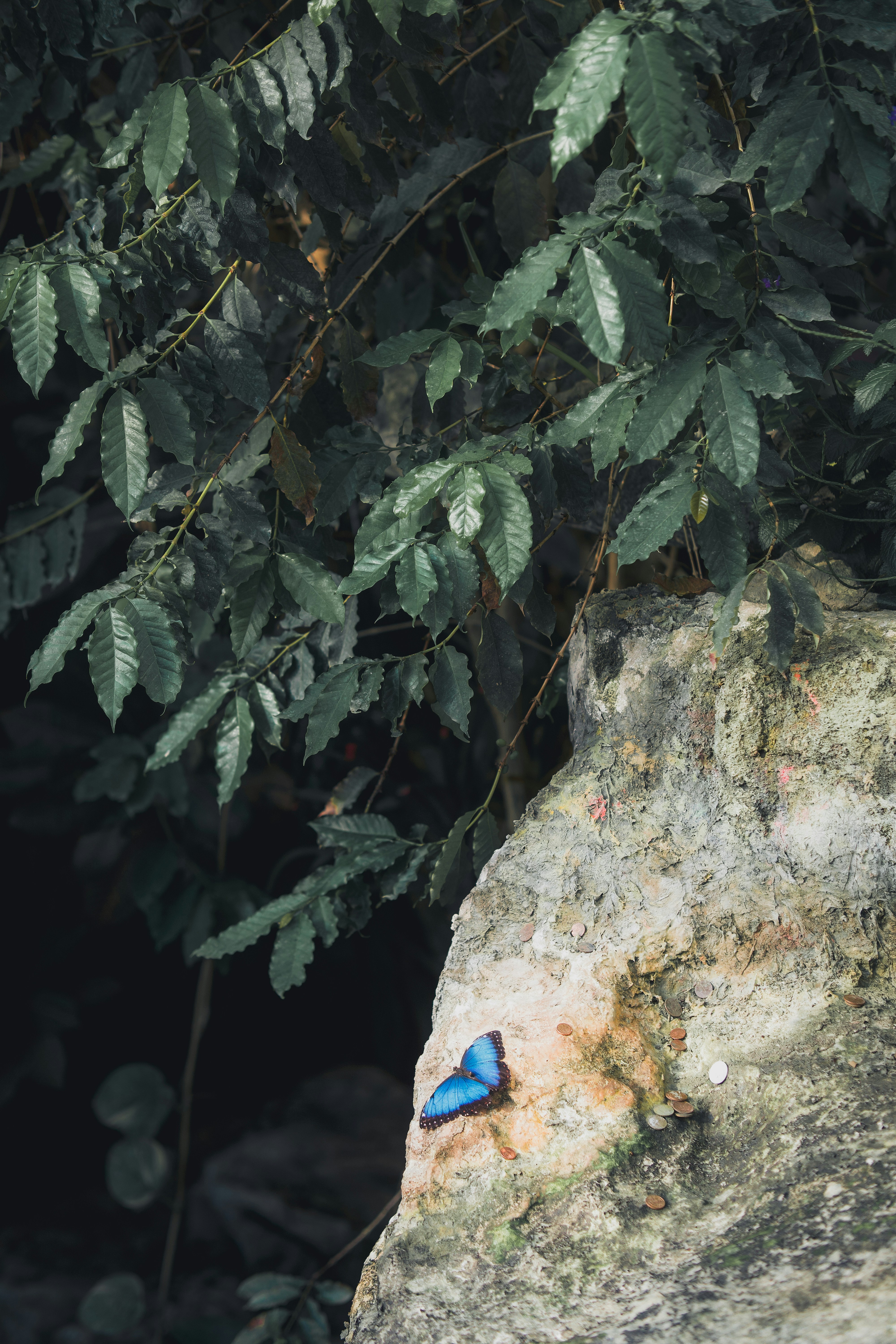 Azure Butterfly on a Weathered Rock Amid Shadowed Foliage