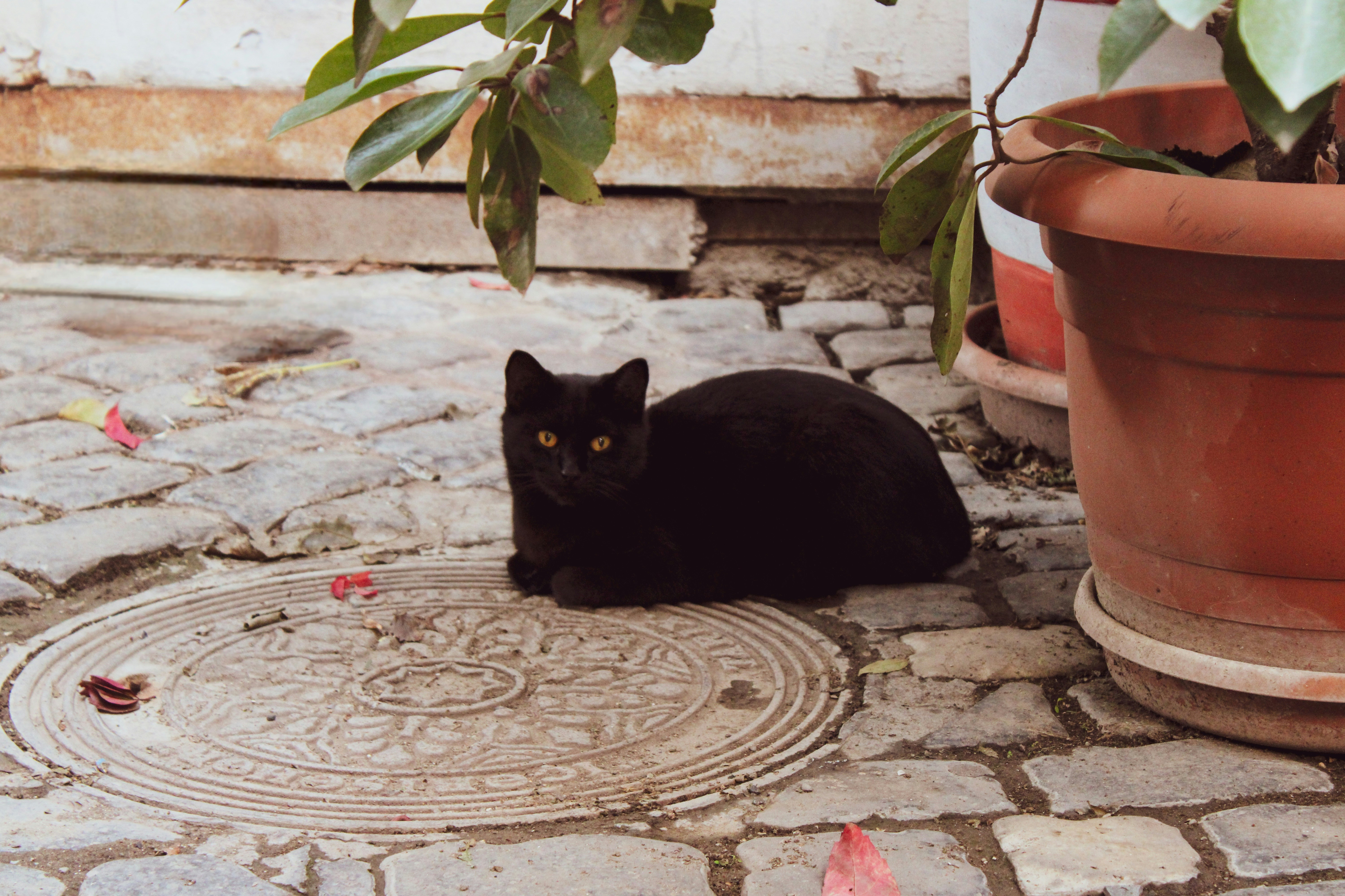 Noir Cat on a Weathered Courtyard