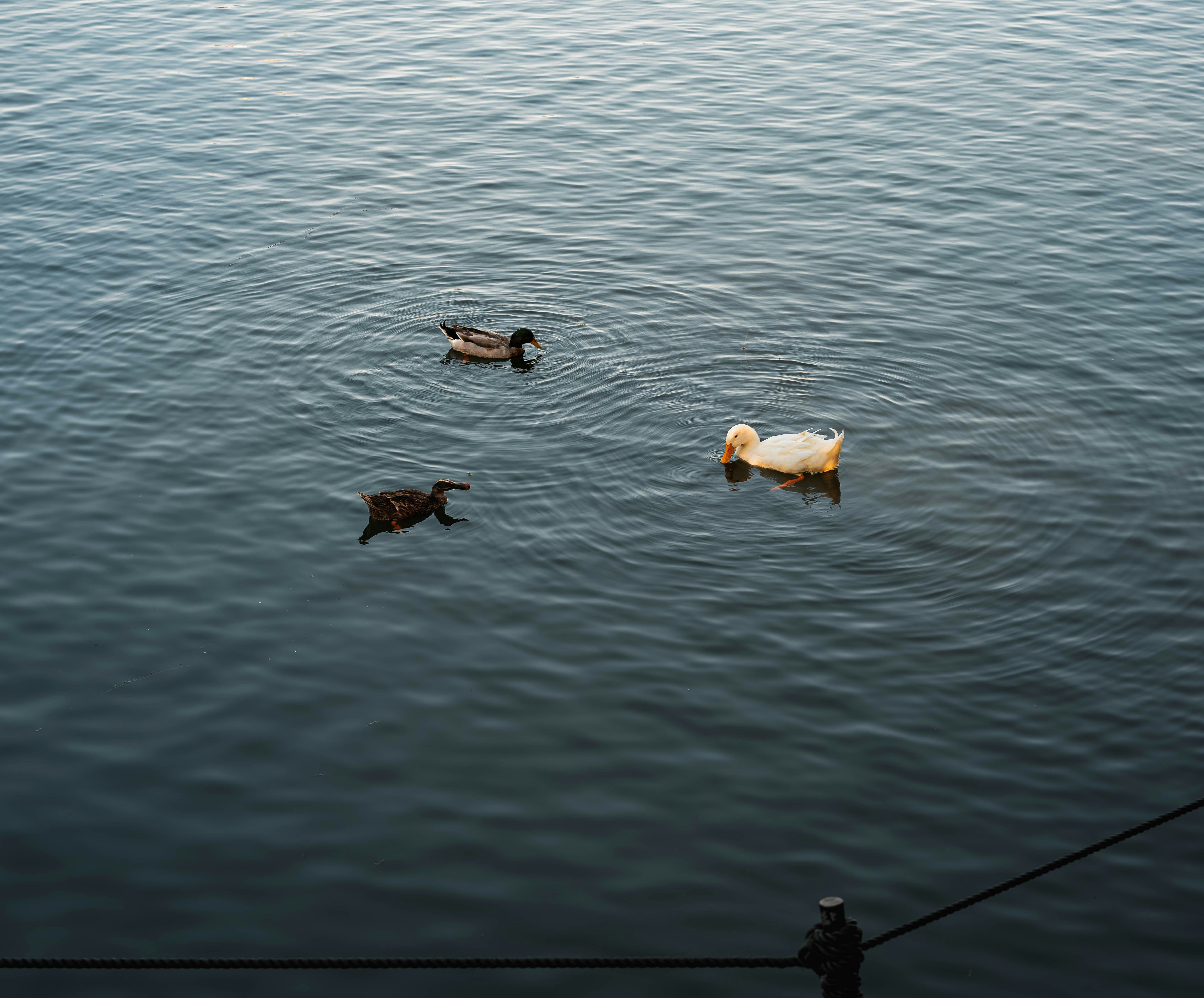Three Ducks, Quiet Blue: A Tranquil Moment on the Water