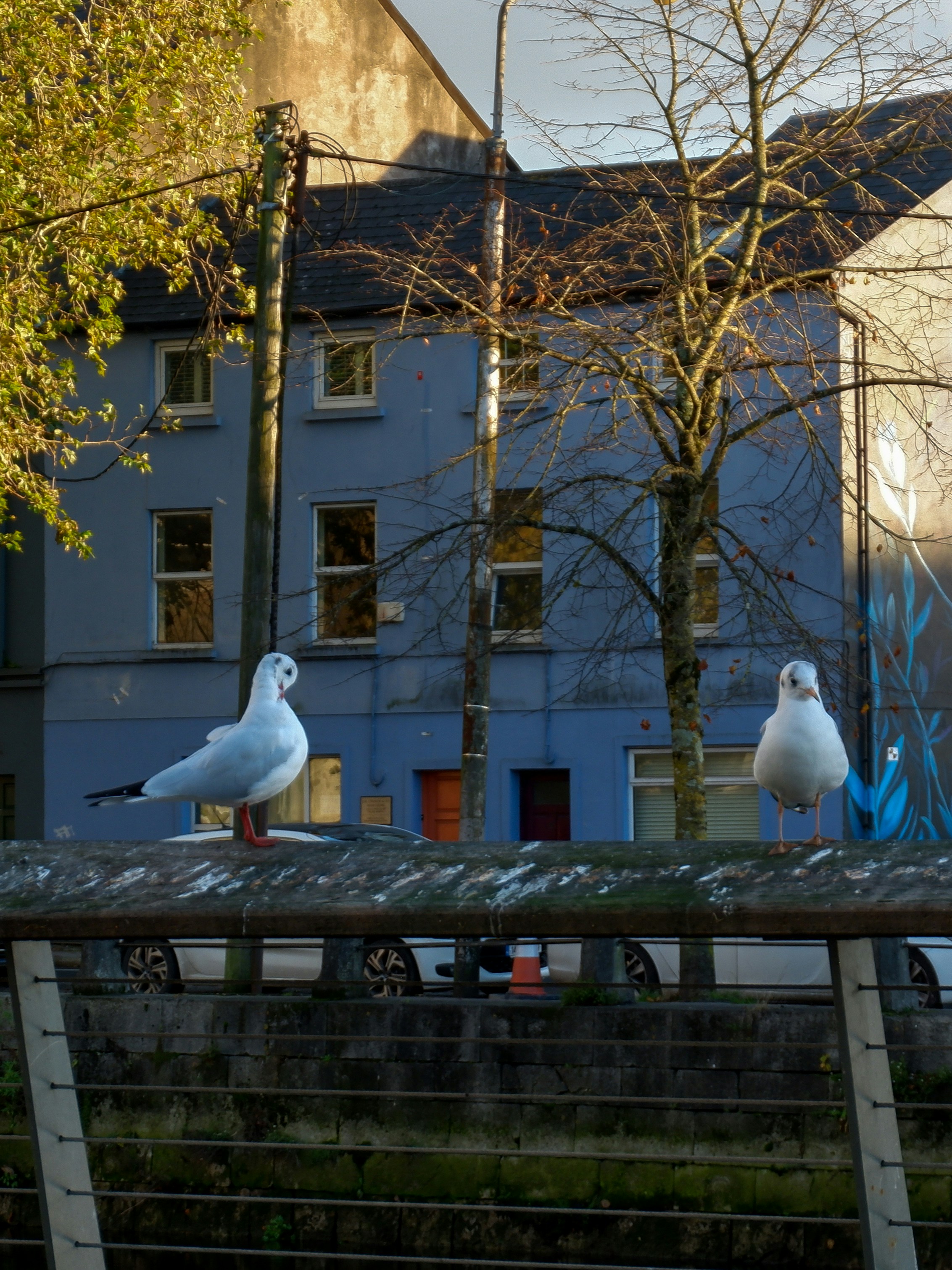 Seagull Duo on a Riverside Railing Against a Blue City Facade
