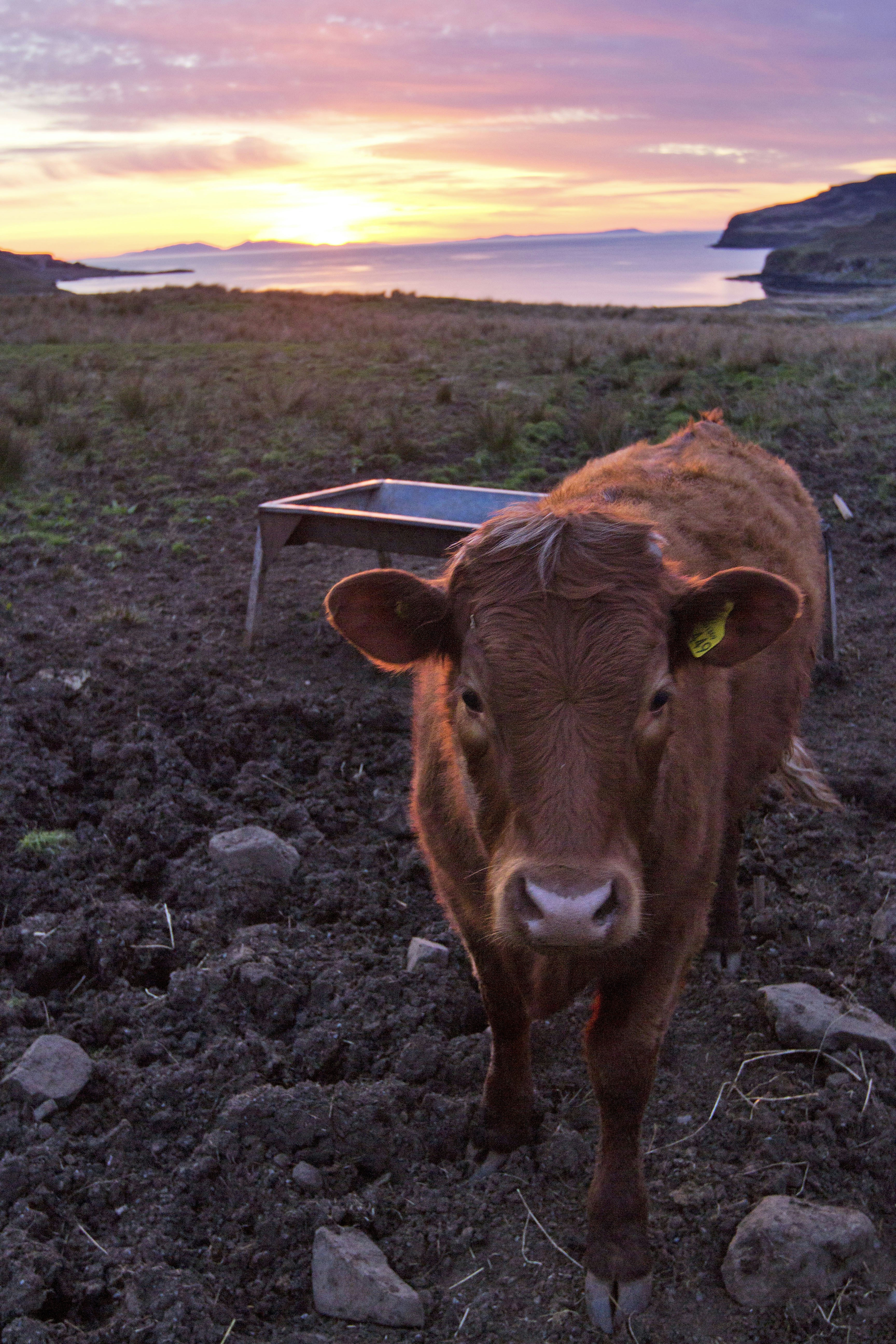 Dusk at the Trough: A Red-Brown Cow Stares Toward the Sunset by the Shore