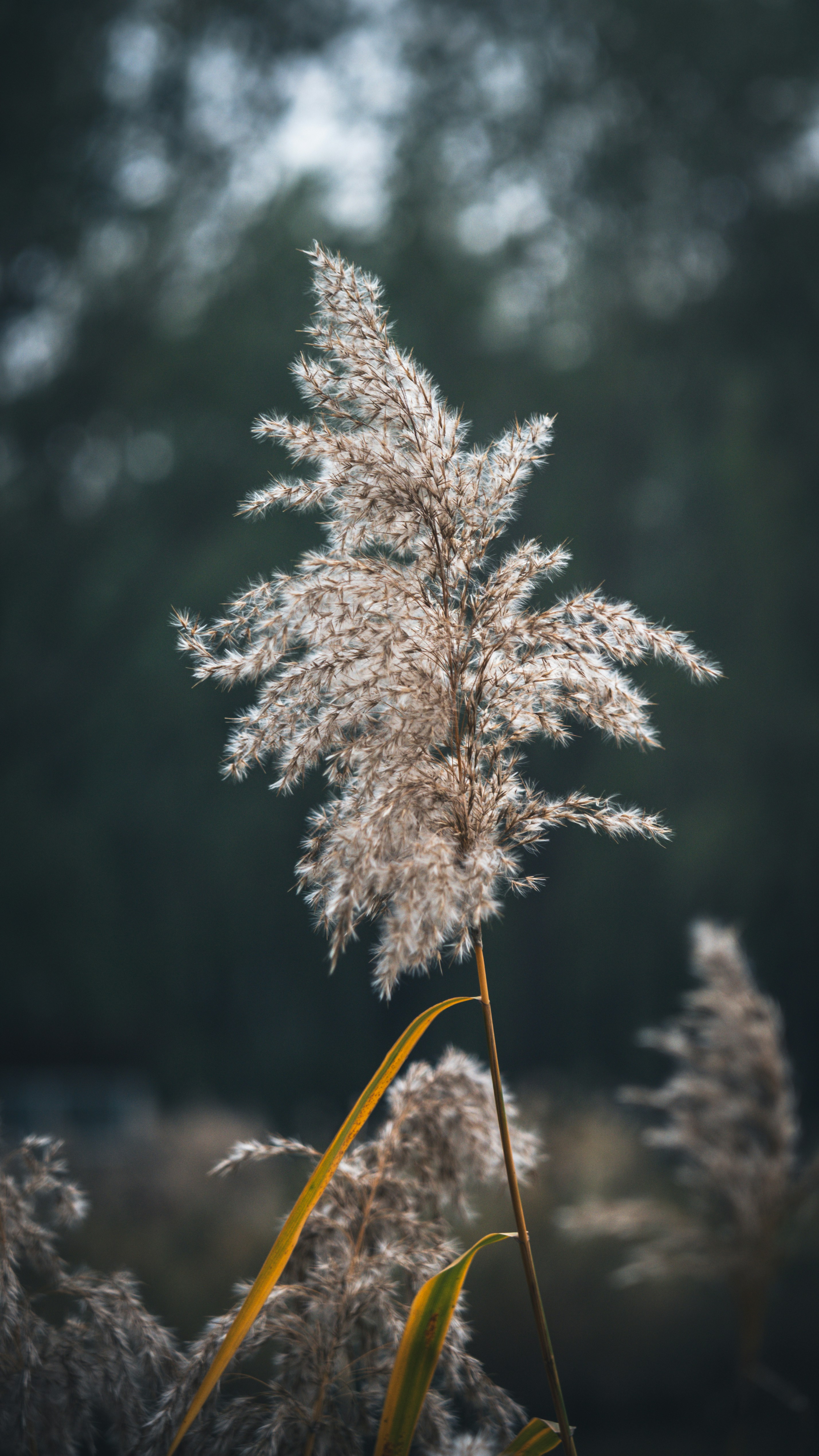 reed