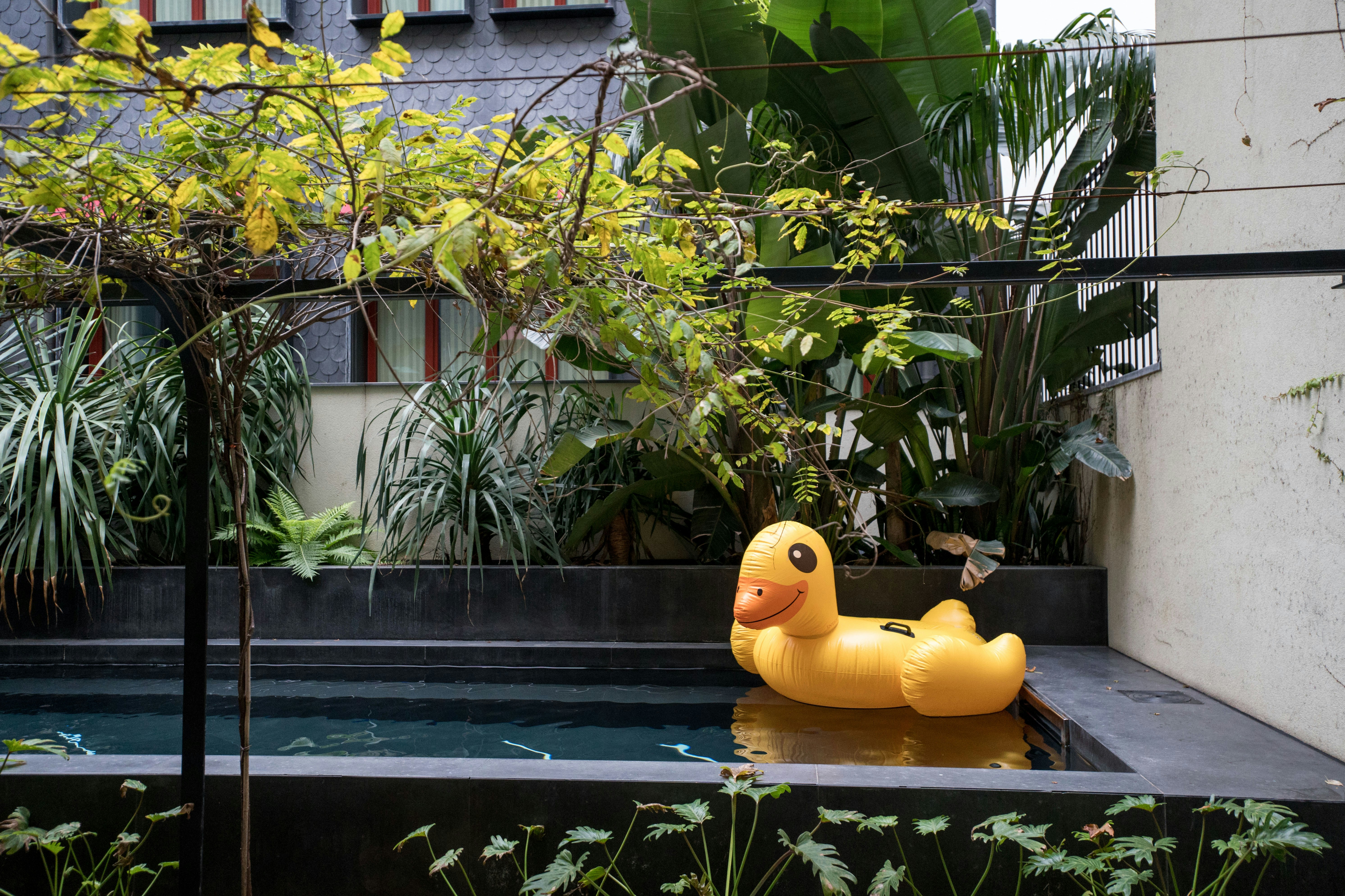 Quirky Serenity: A Duck's Oasis