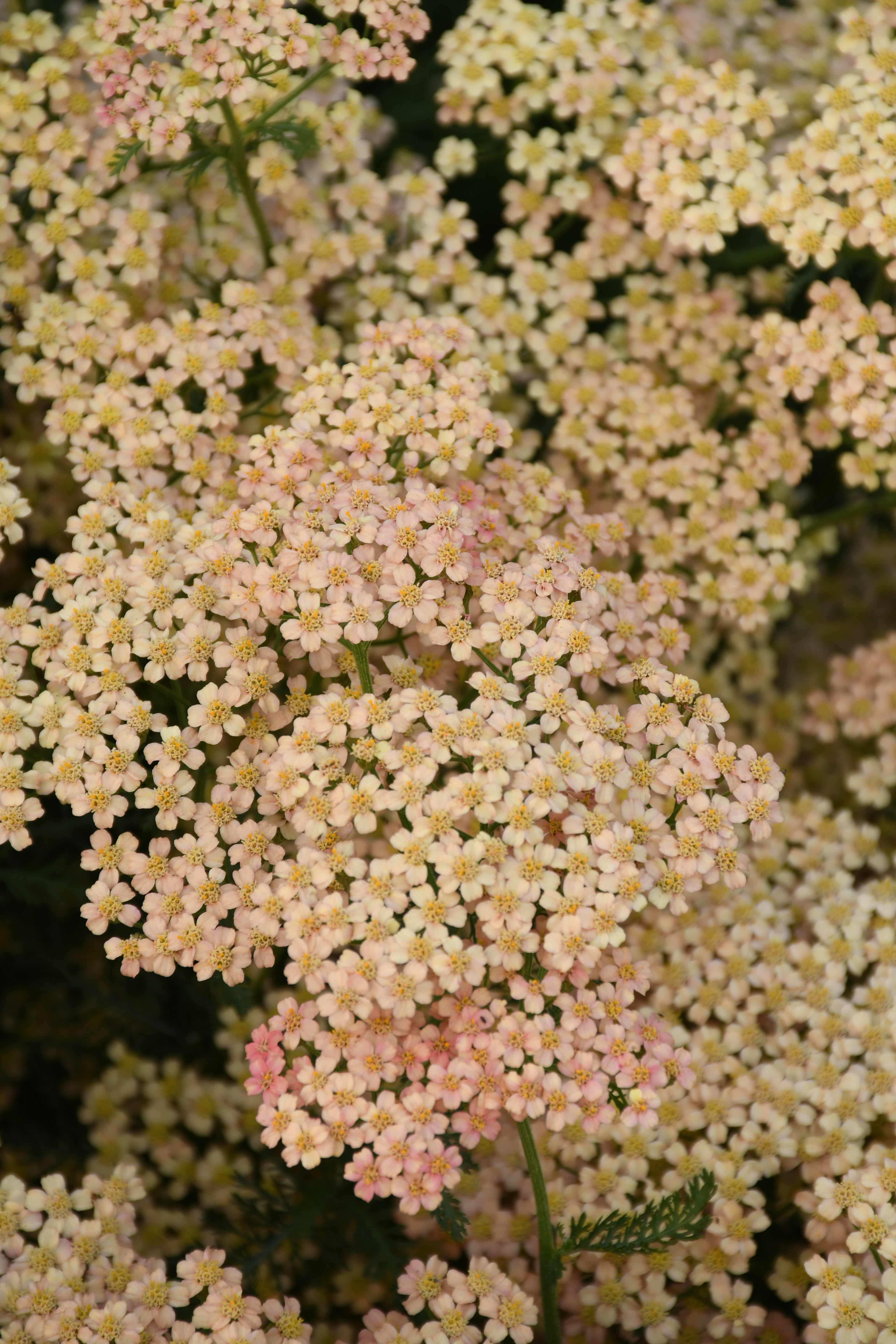 Whispering Yarrow: a Close-Up of Cloudlike Pastels