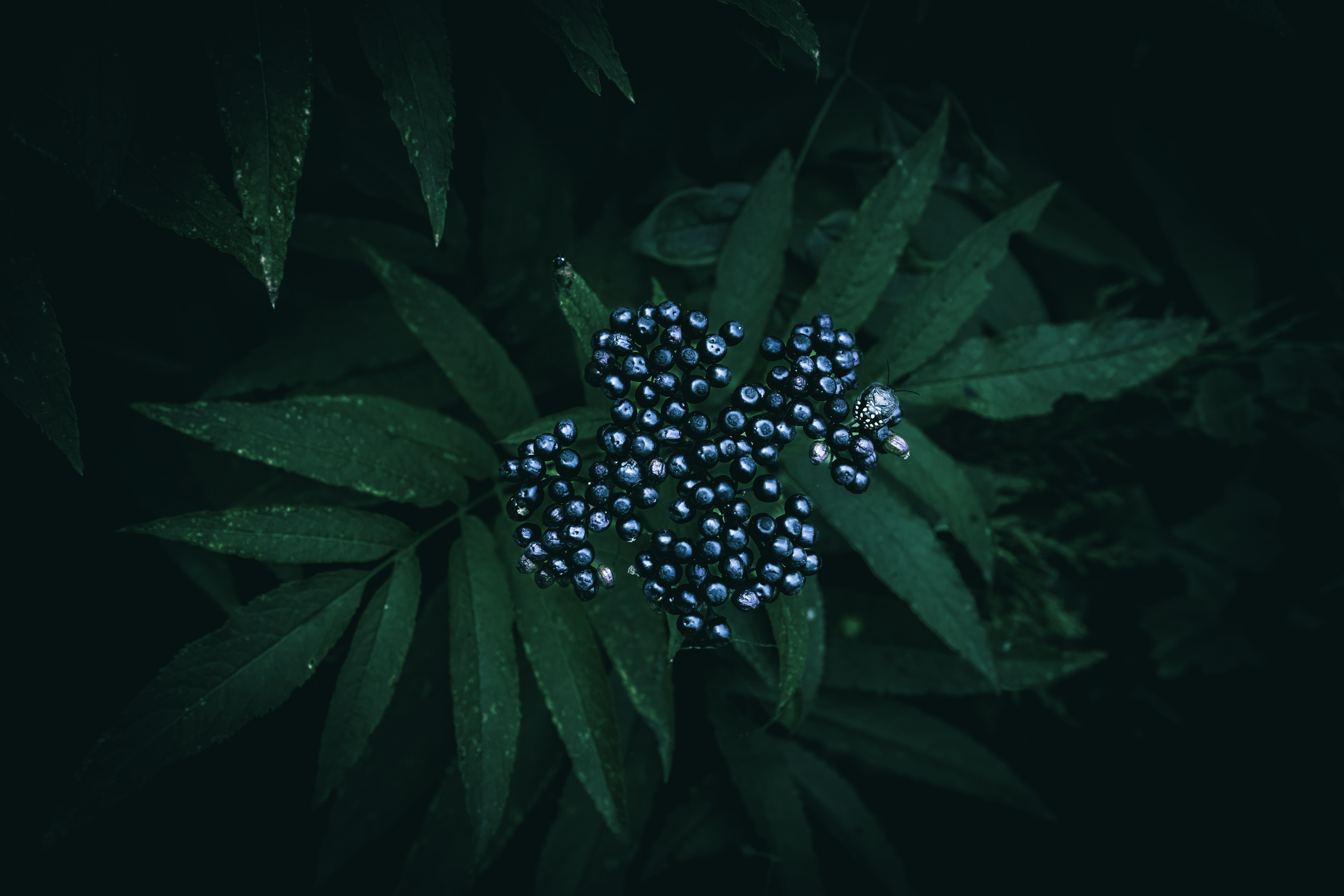 Wild Plant Pictures | Download Free Images on Unsplash