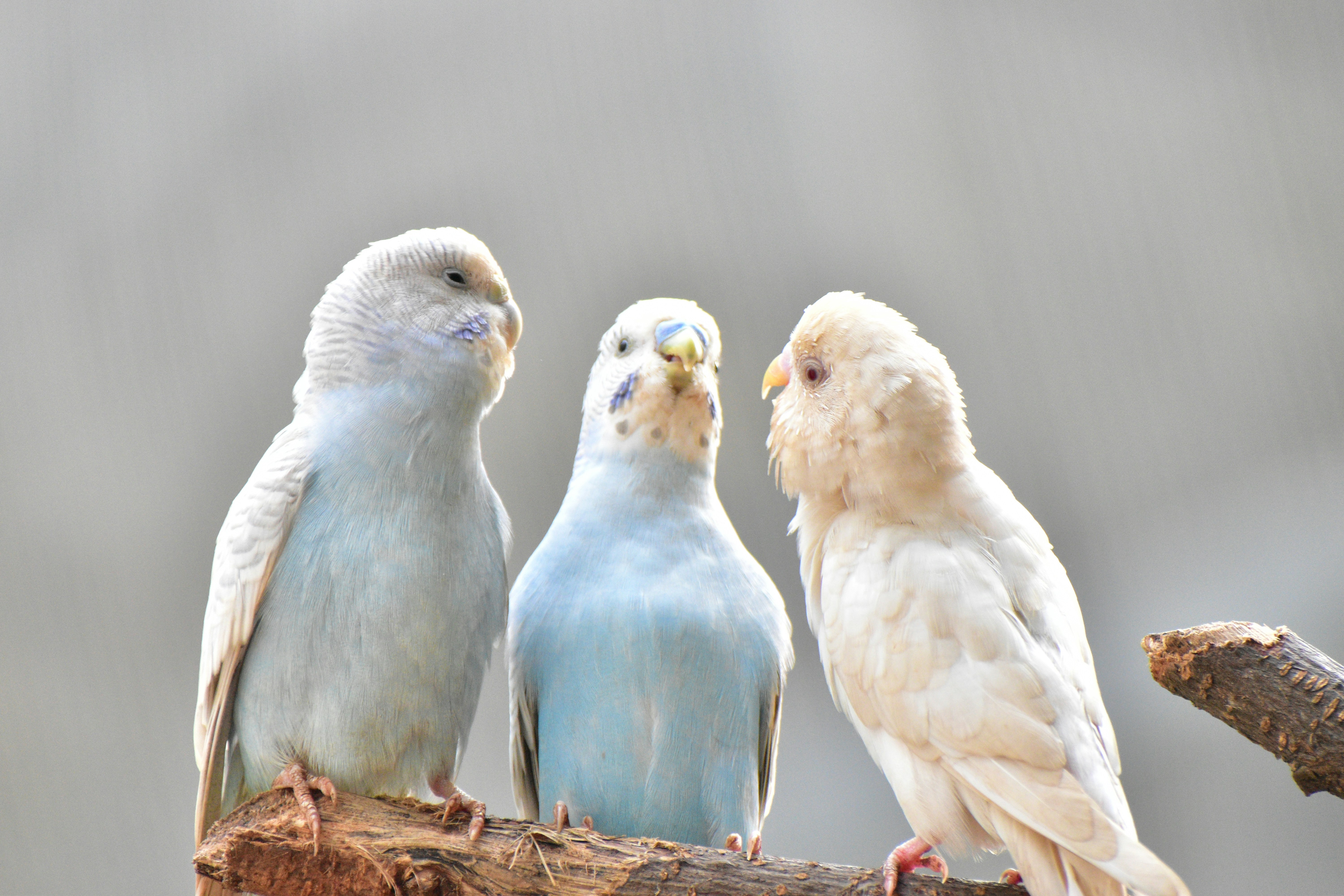 Hawk-Dove Game Theory Explained