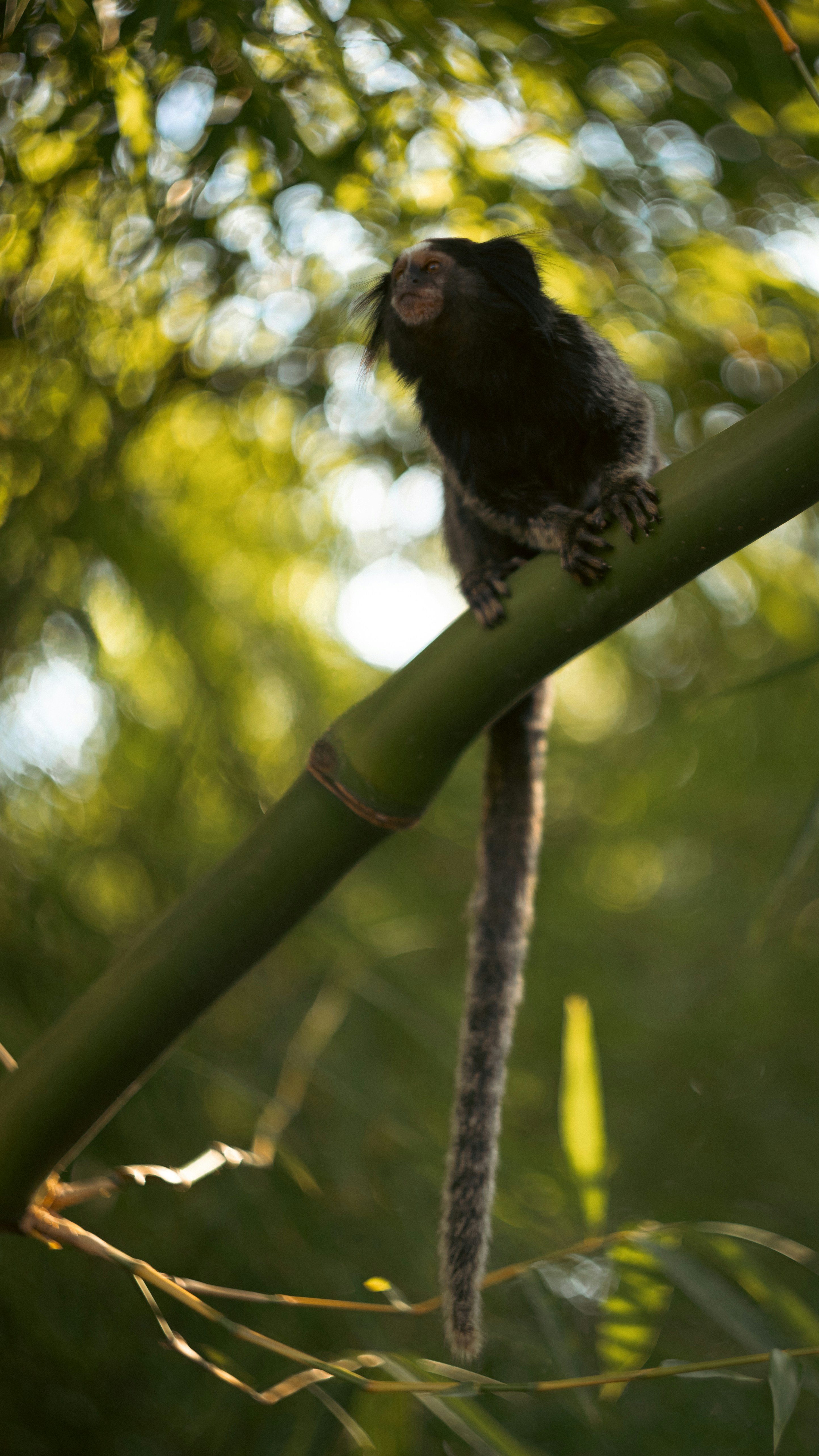 A small animal sitting on top of a bamboo tree photo – Free Parque ...