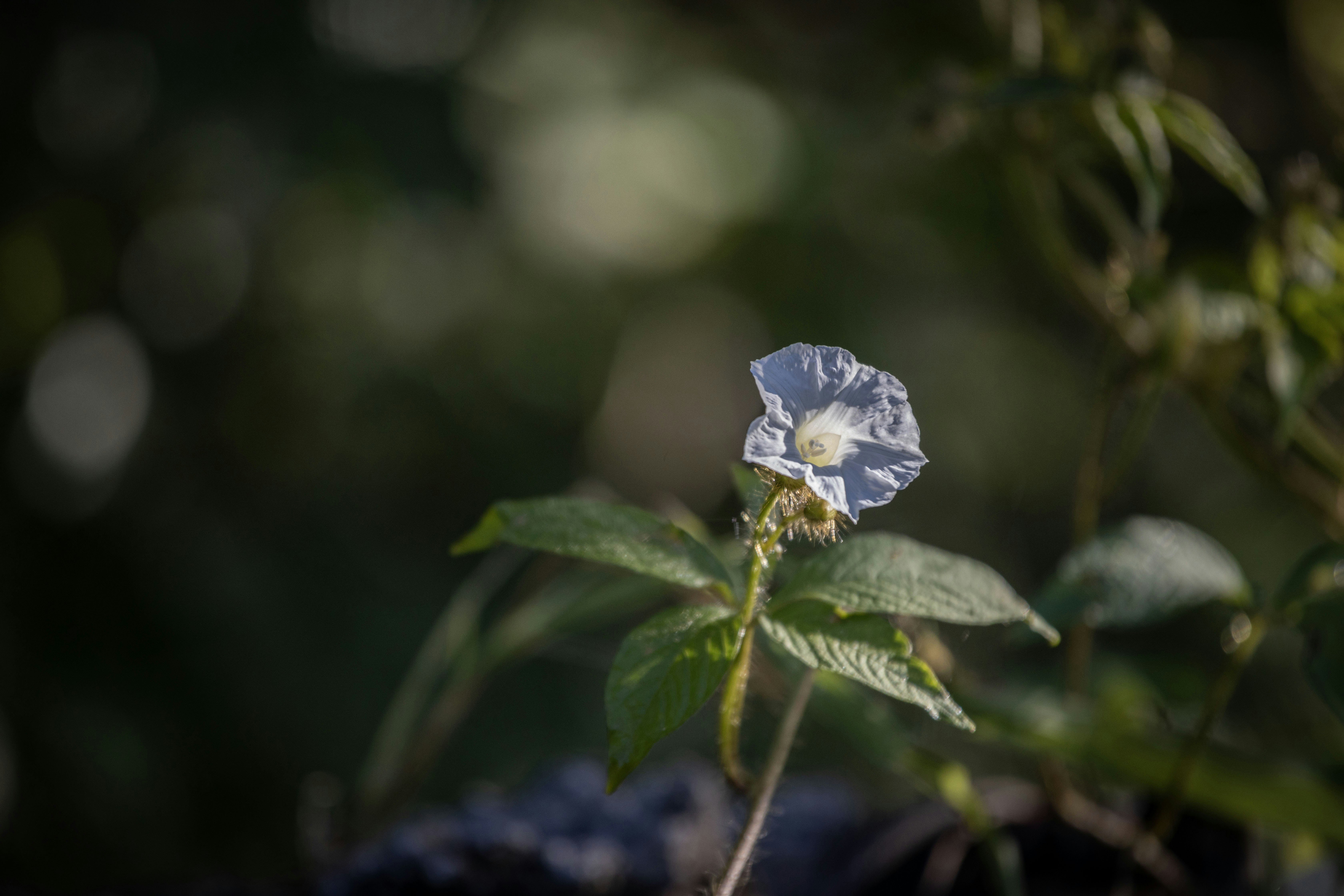Azure Bloom in Velvet Bokeh: A Quiet Garden Moment