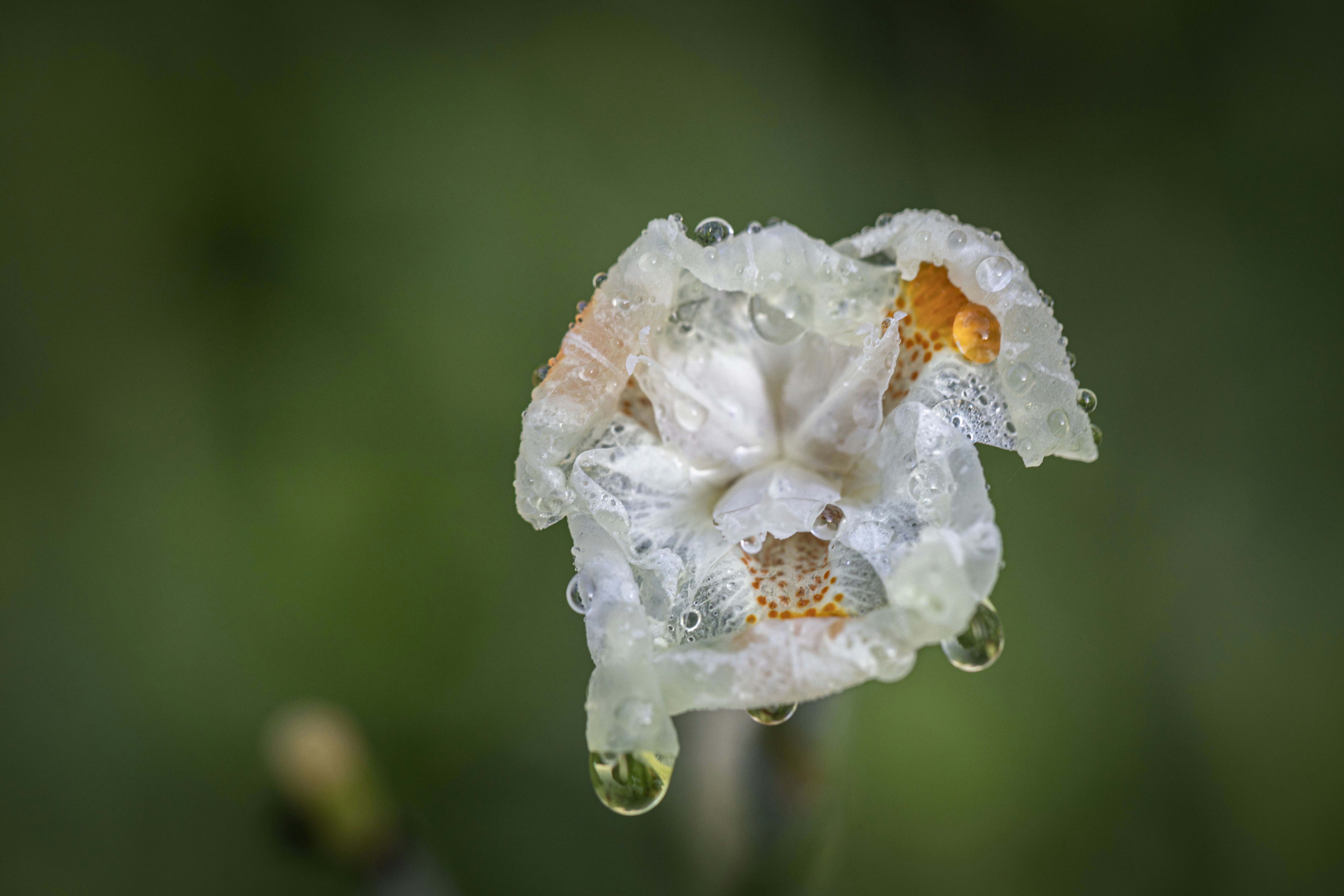 Delicate Elegance: Nature's Water Gem