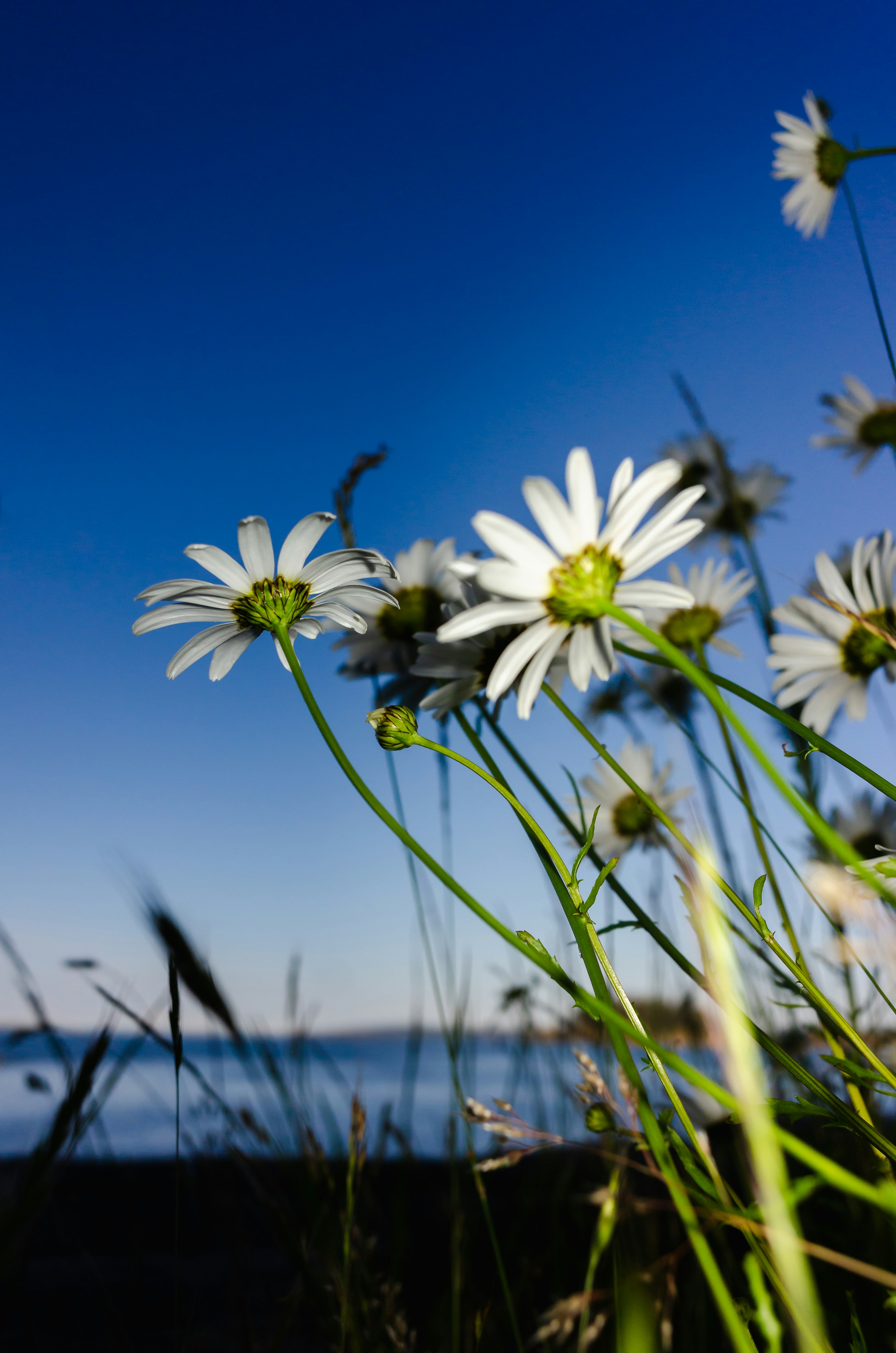 underside of wild flowers