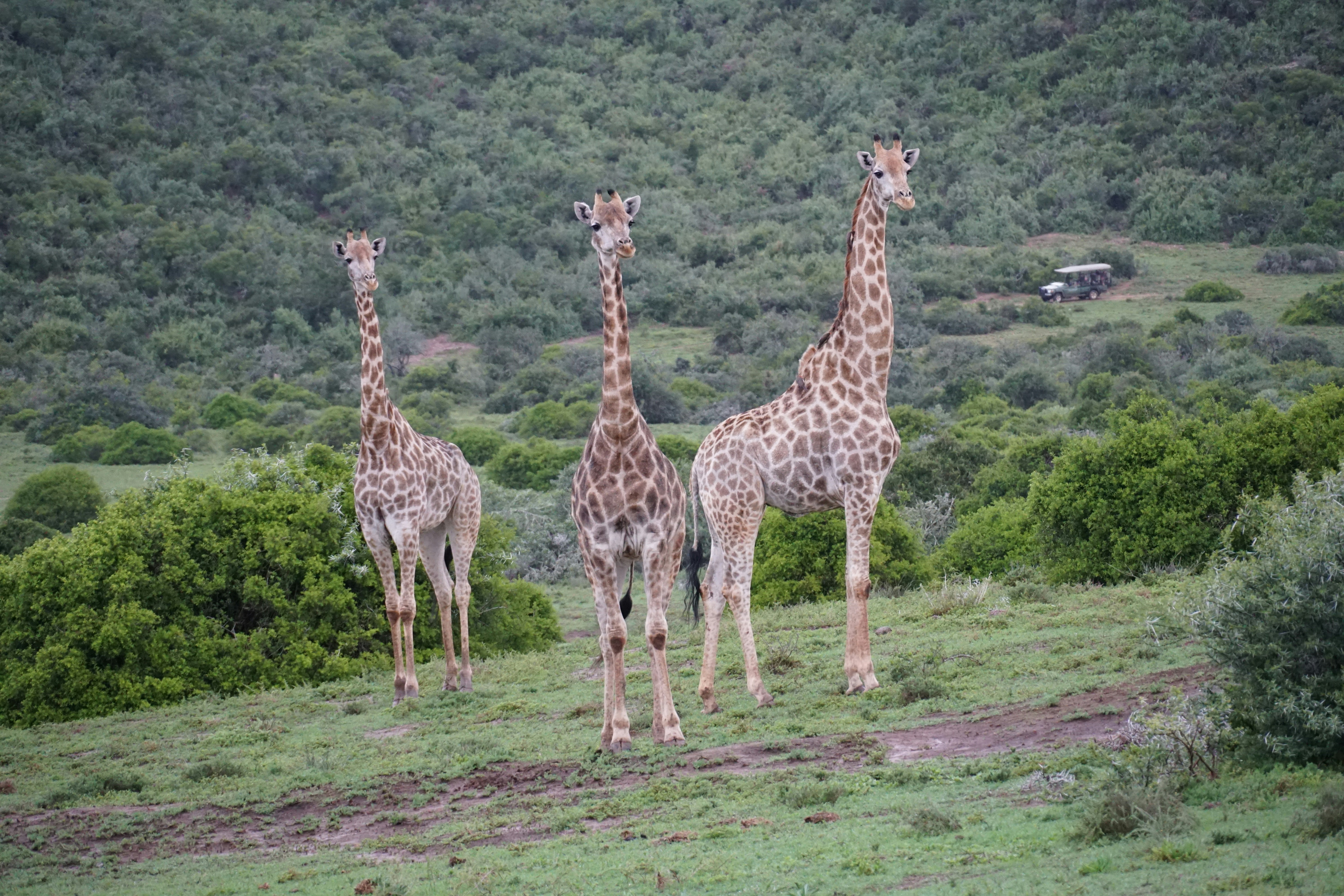 Triad of Giraffes Over a Verdant Savannah