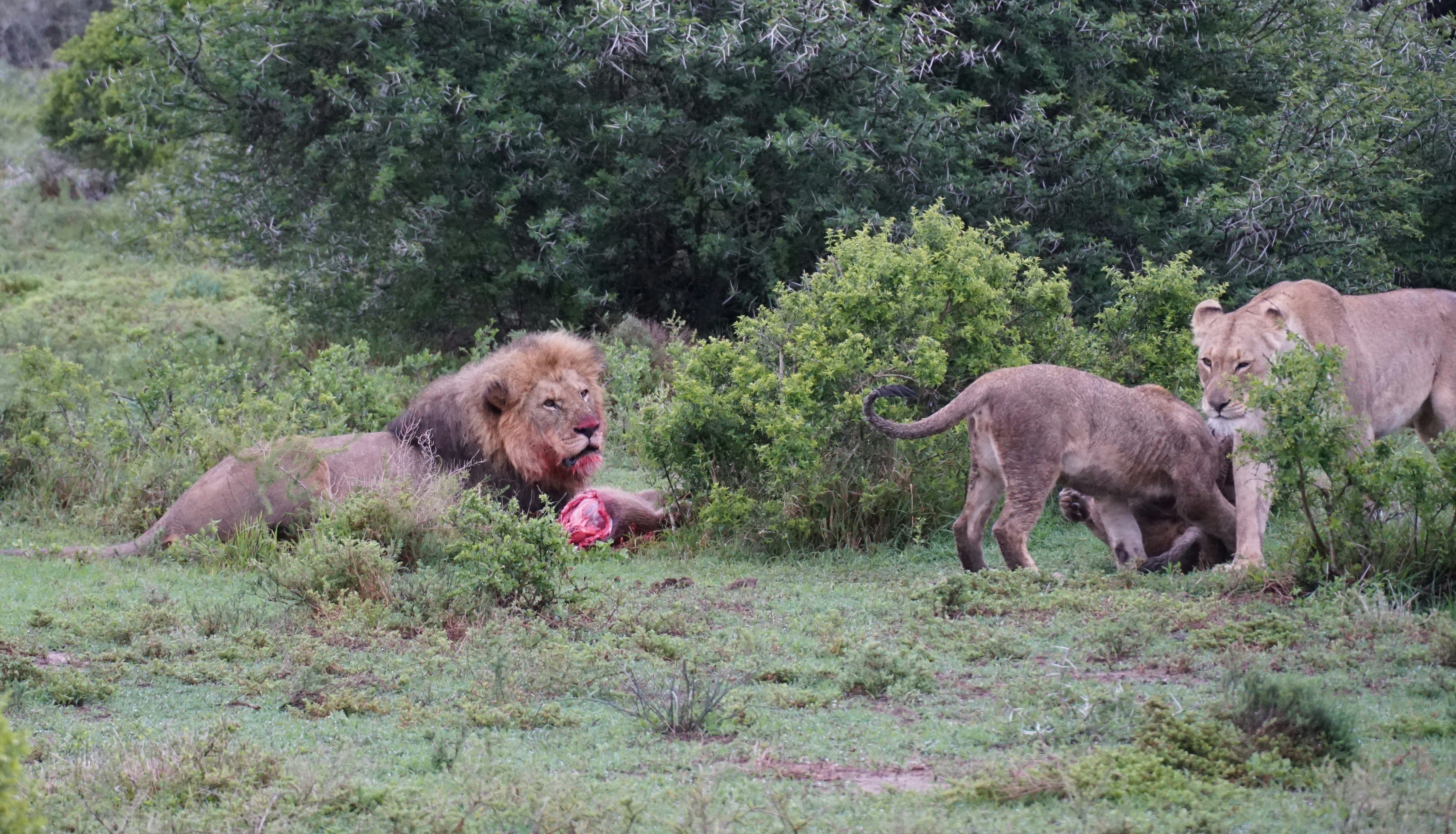 Lions at a Kill: A Lively Morning Standoff
