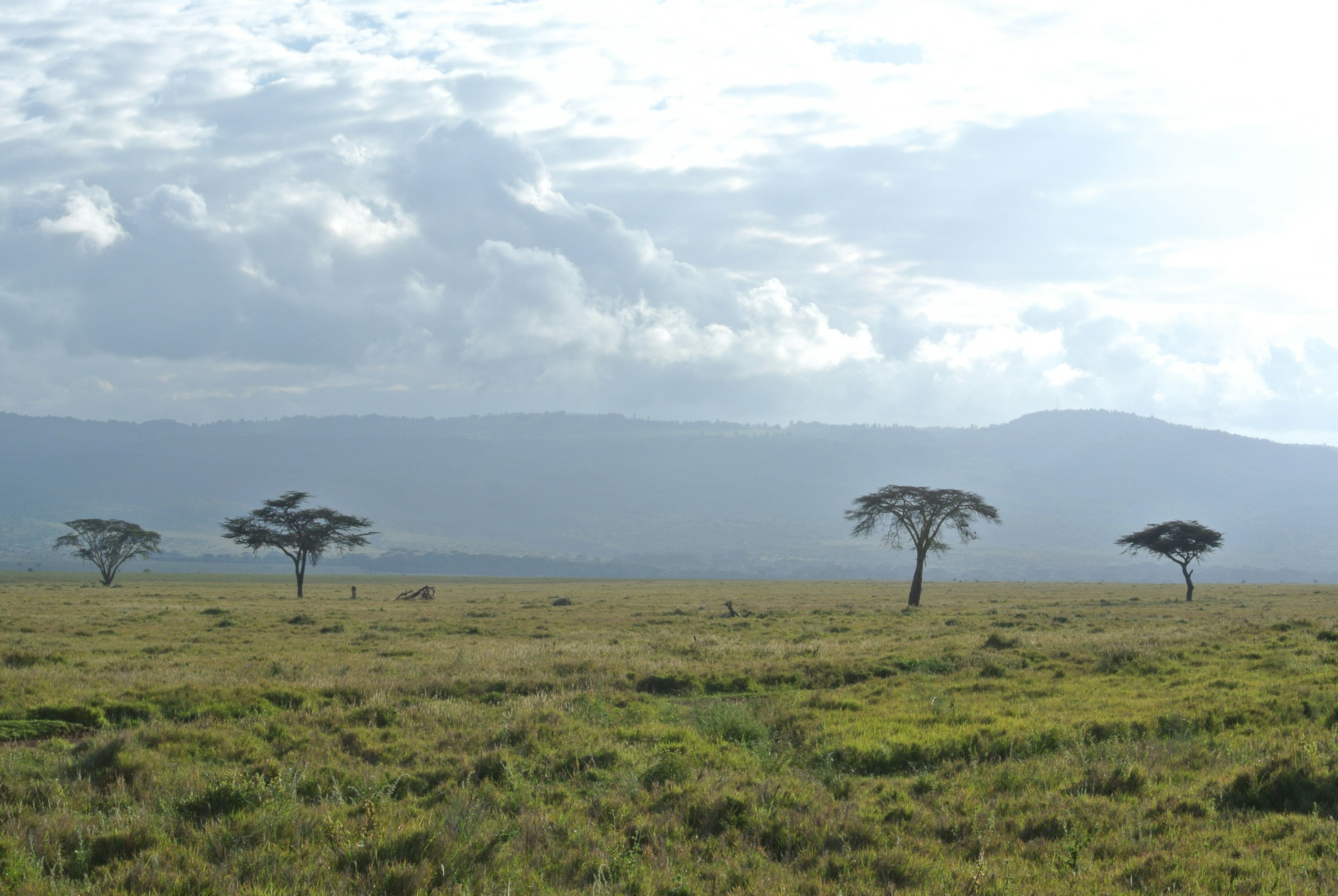 Sparse savannah grassland with a few solitary trees along the horizon and distant hills under a pale, cloud-filled sky.