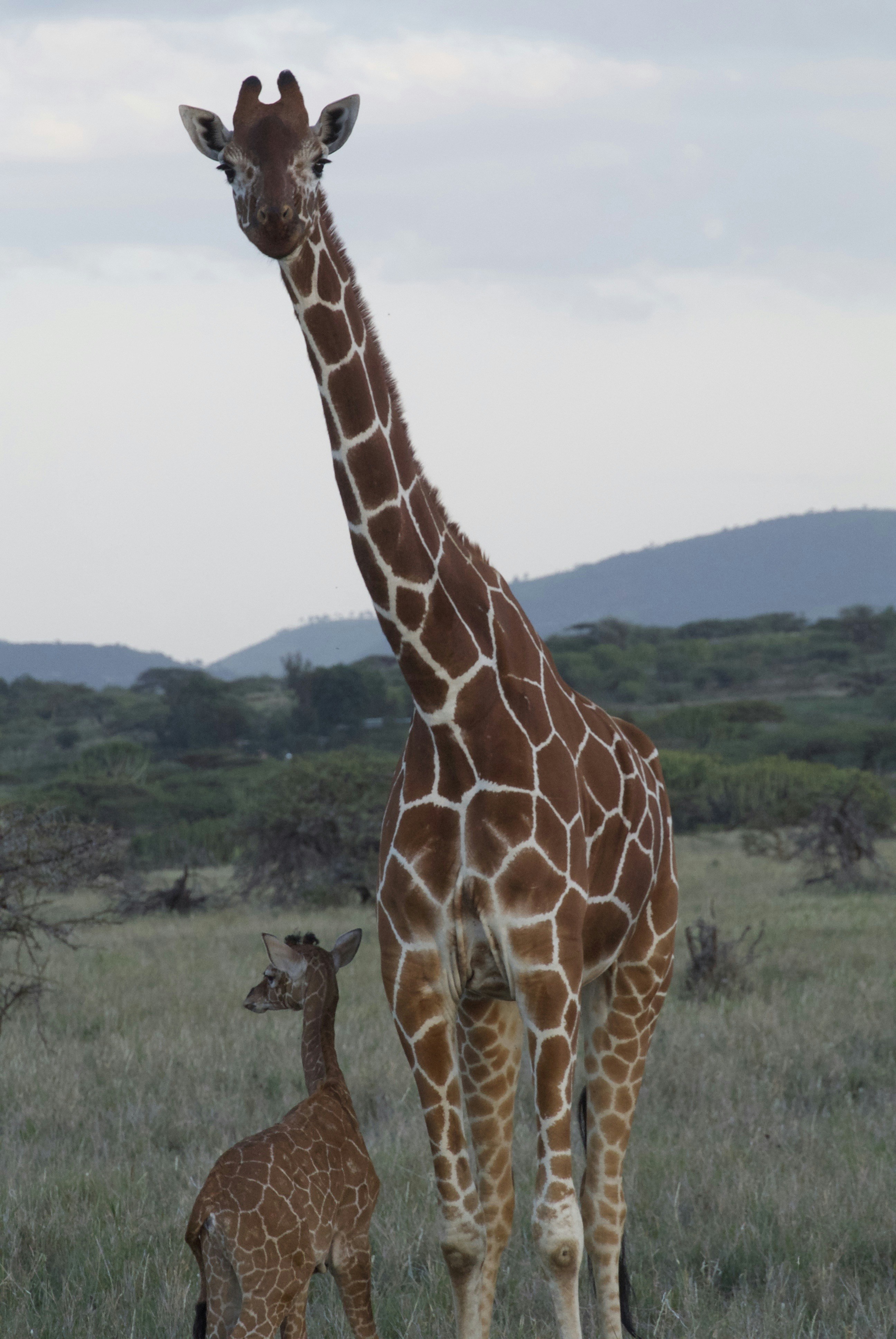 Giraffe Sentinel: a mother and calf stride through the savannah