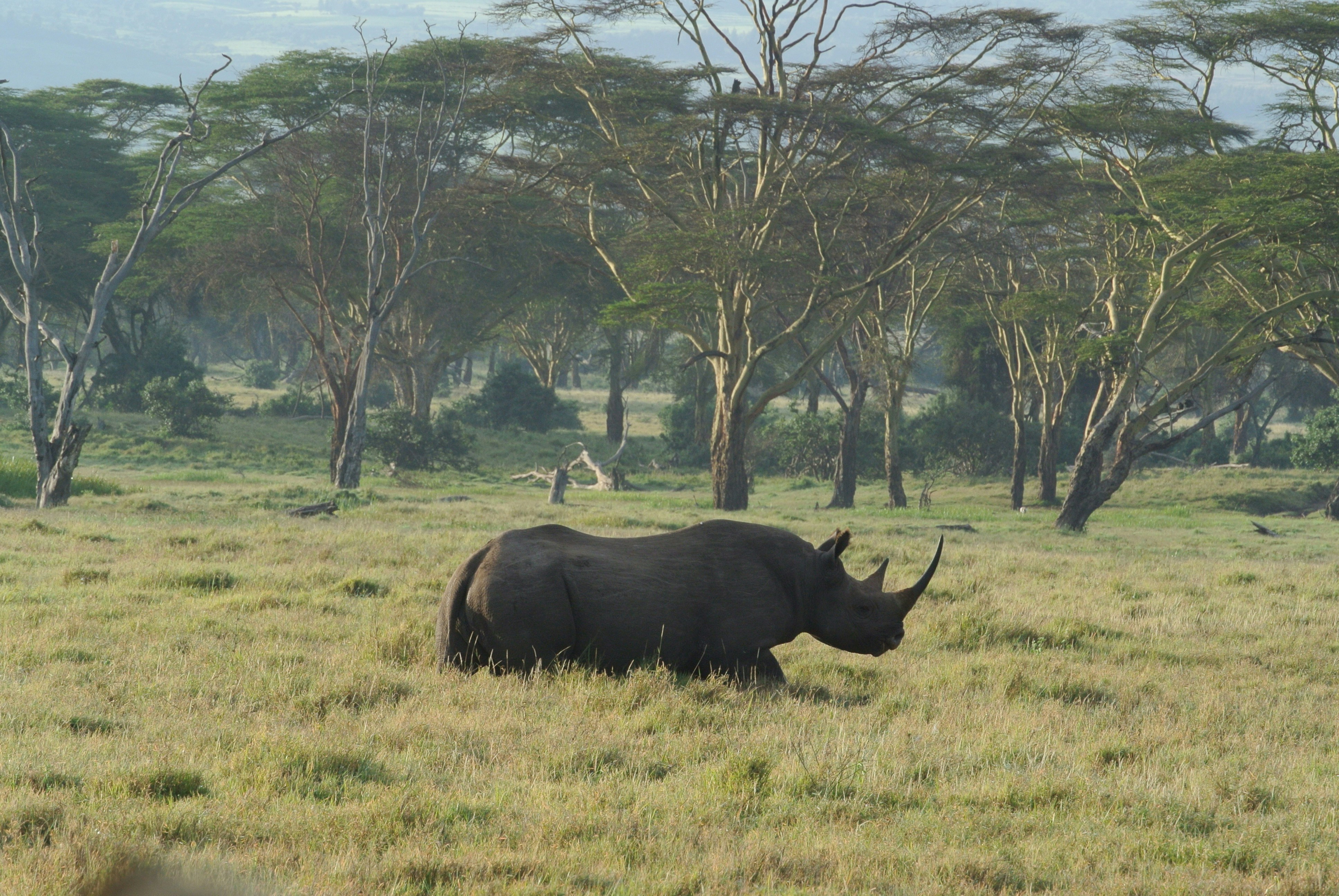 A rhino standing in a field with trees in the background photo – Free ...