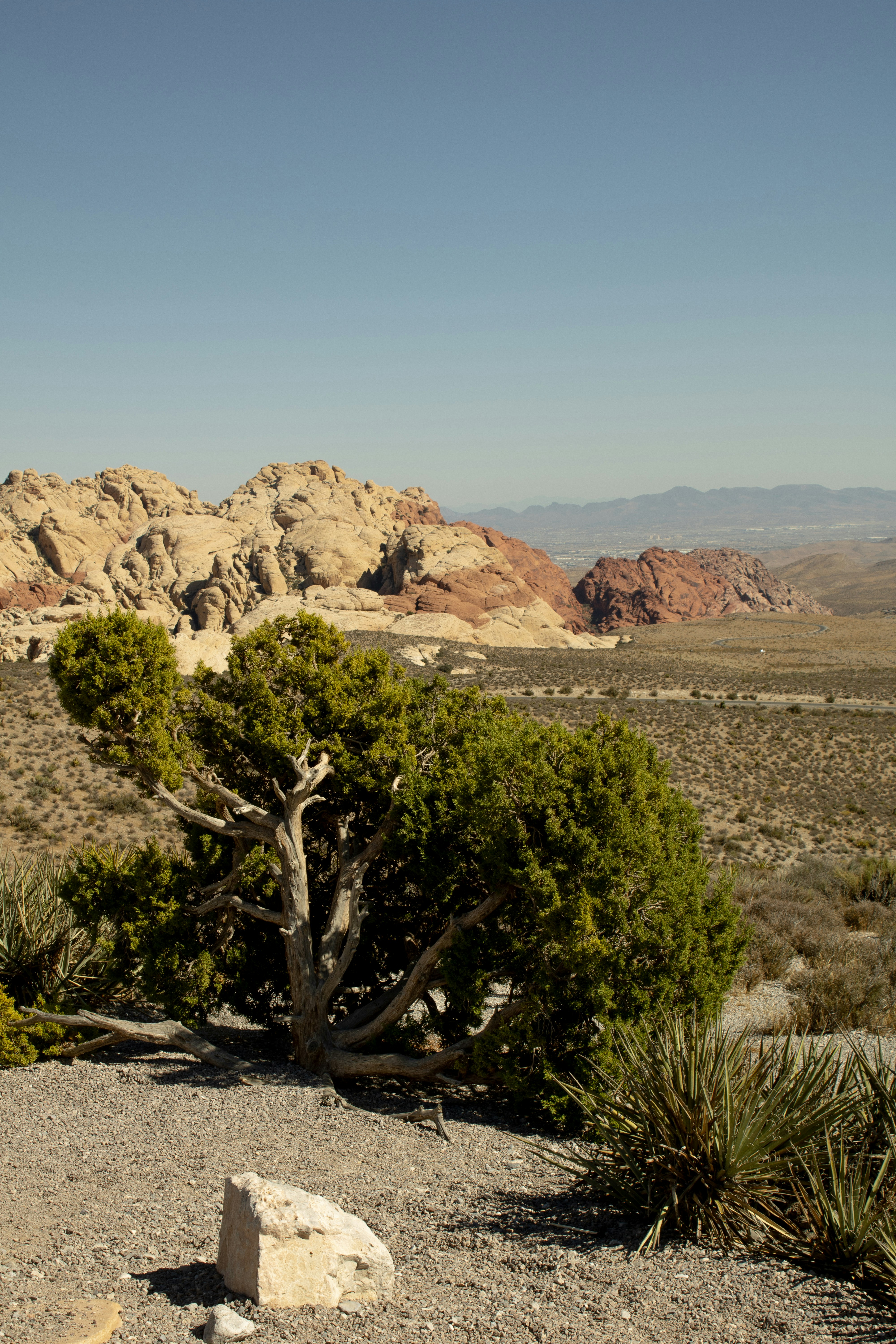 Desert Sentinel: A Gnarled Juniper Against Layered Red Rocks