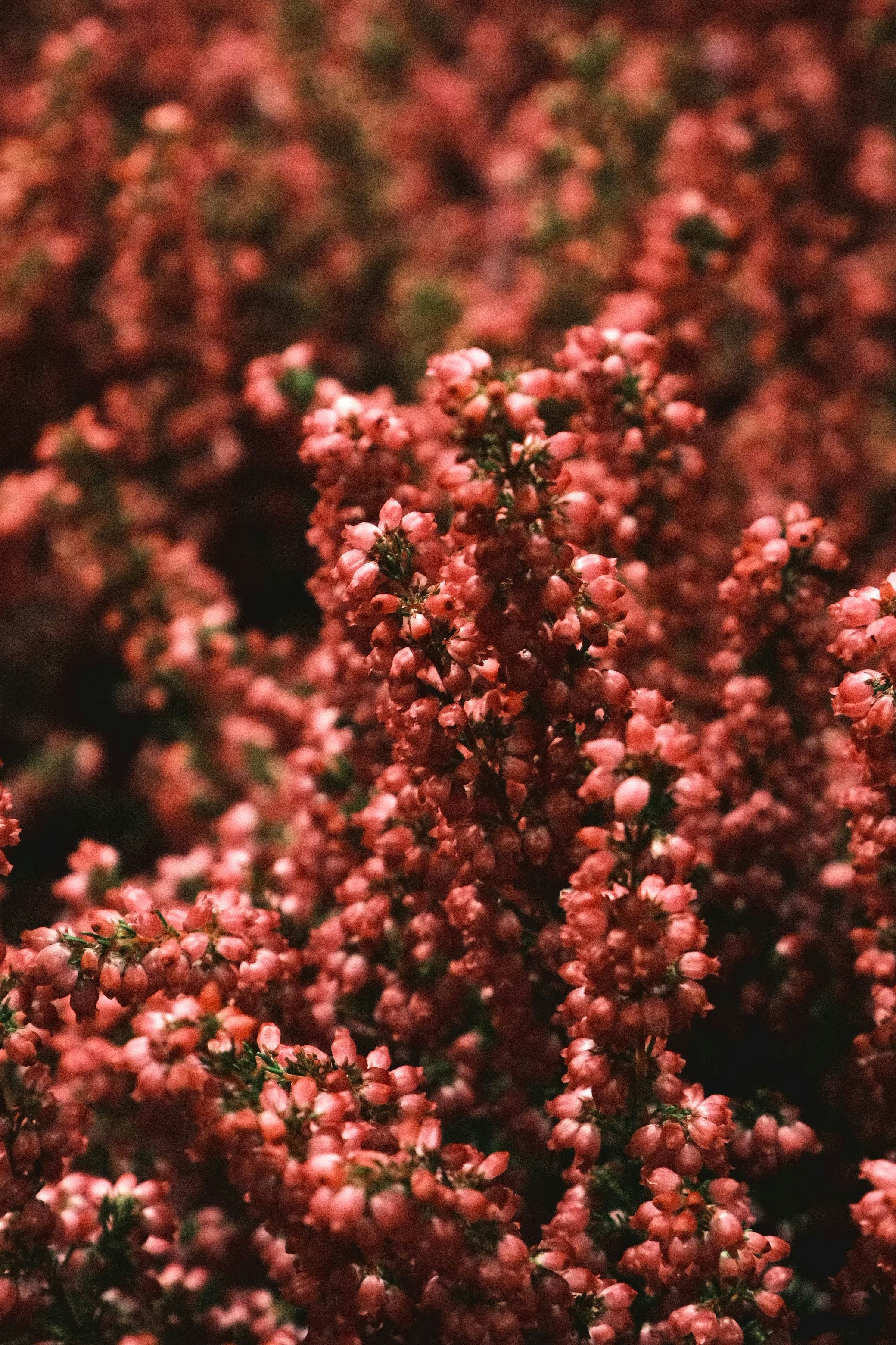 Twilight Pink: Velvet Heather in Evening Light