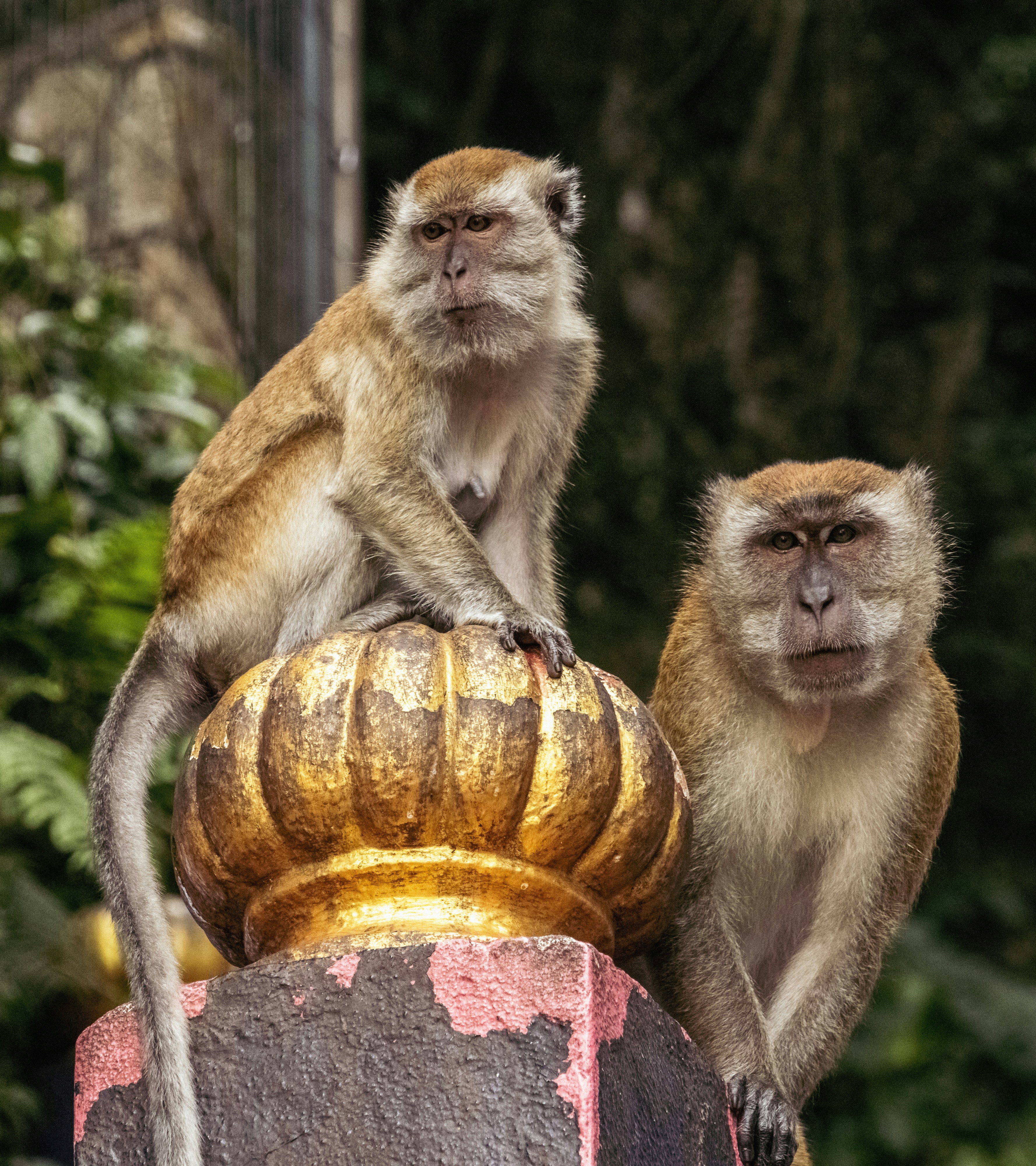 Gilded Sentinel Duo: Two macaques perched on a weathered finial